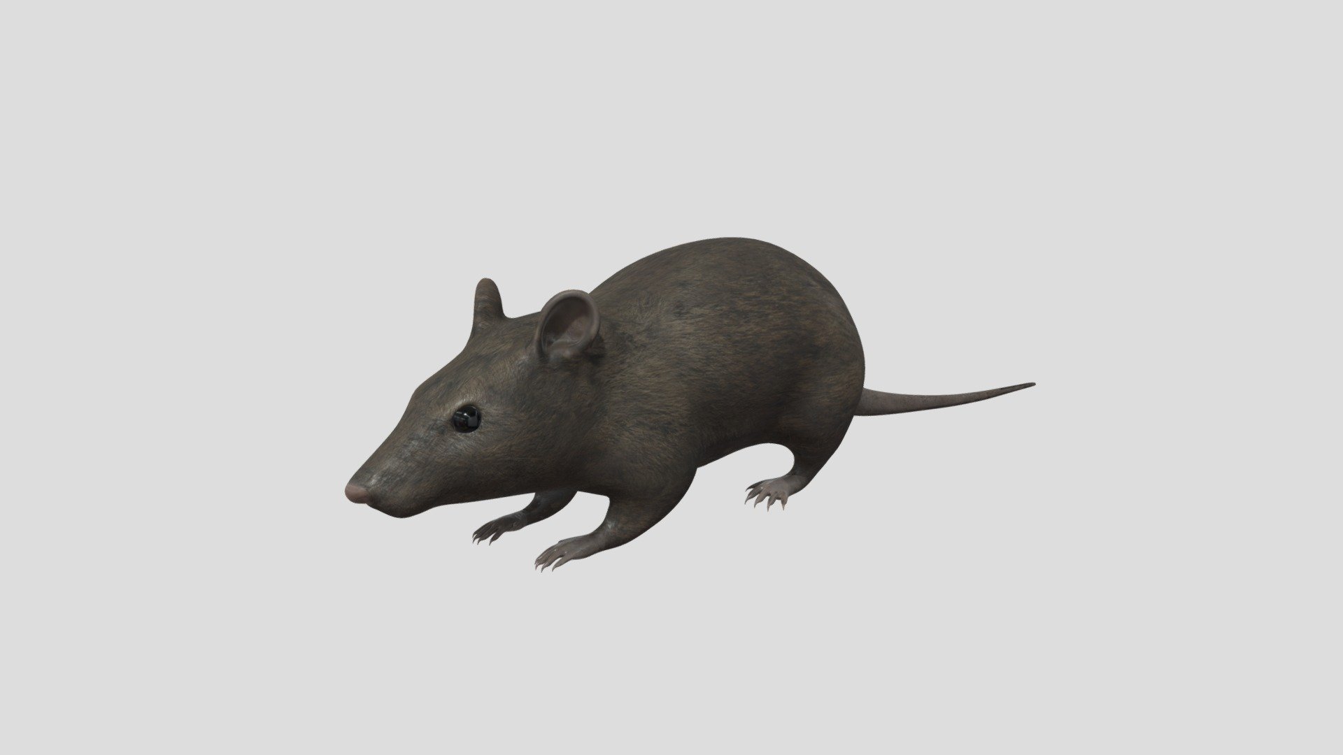 Rat - Download Free 3D model by NATOVIC_21 [801d26d] - Sketchfab