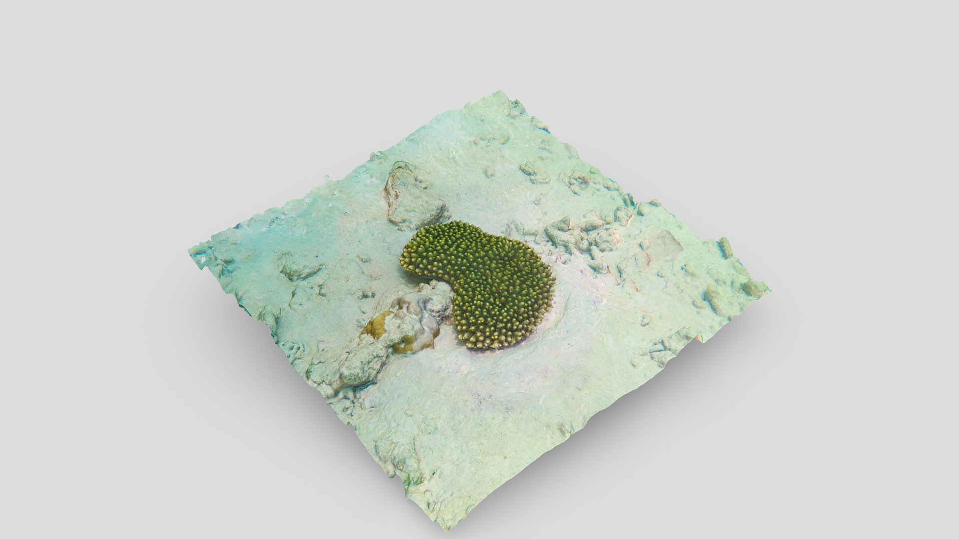 Tabletop coral (Acropora) - R#32 - 3D model by AR-RANGE (@dyfuzja ...