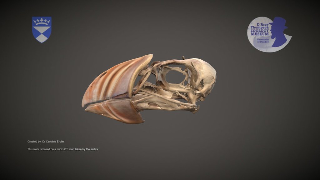 Puffin skull - Download Free 3D model by University of Dundee Museum ...