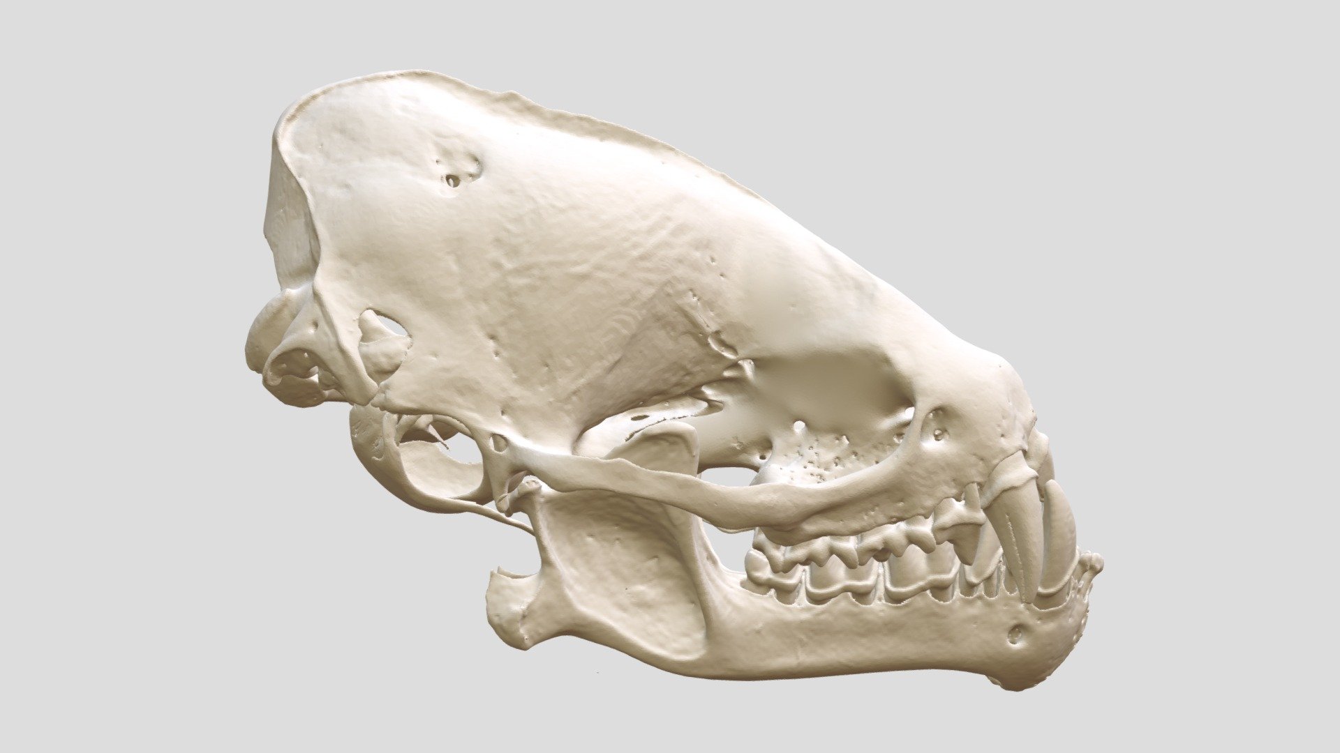 Lasiurus ega (MSB:Mamm:45880) - Download Free 3D model by Biodiversity ...