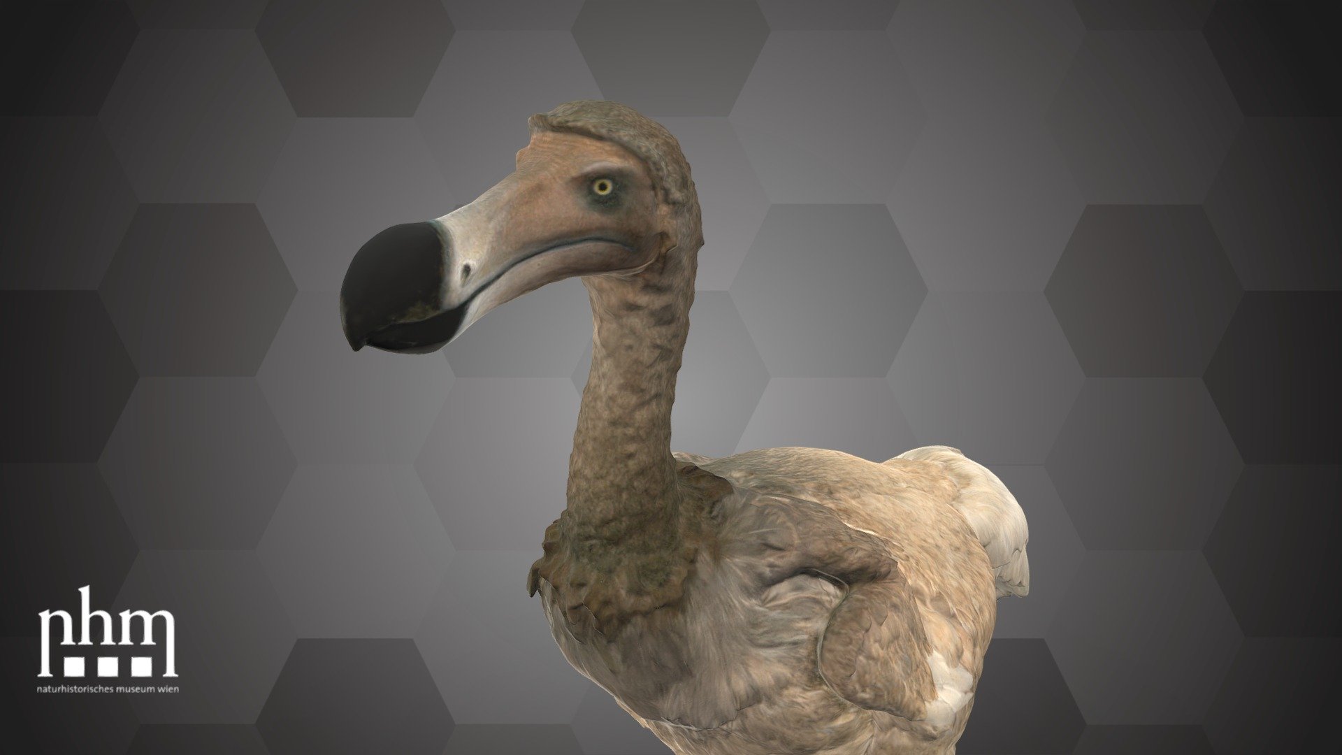 Dodo Reconstruction (NHMW-ZOO-VS-95555) - Download Free 3D model by ...