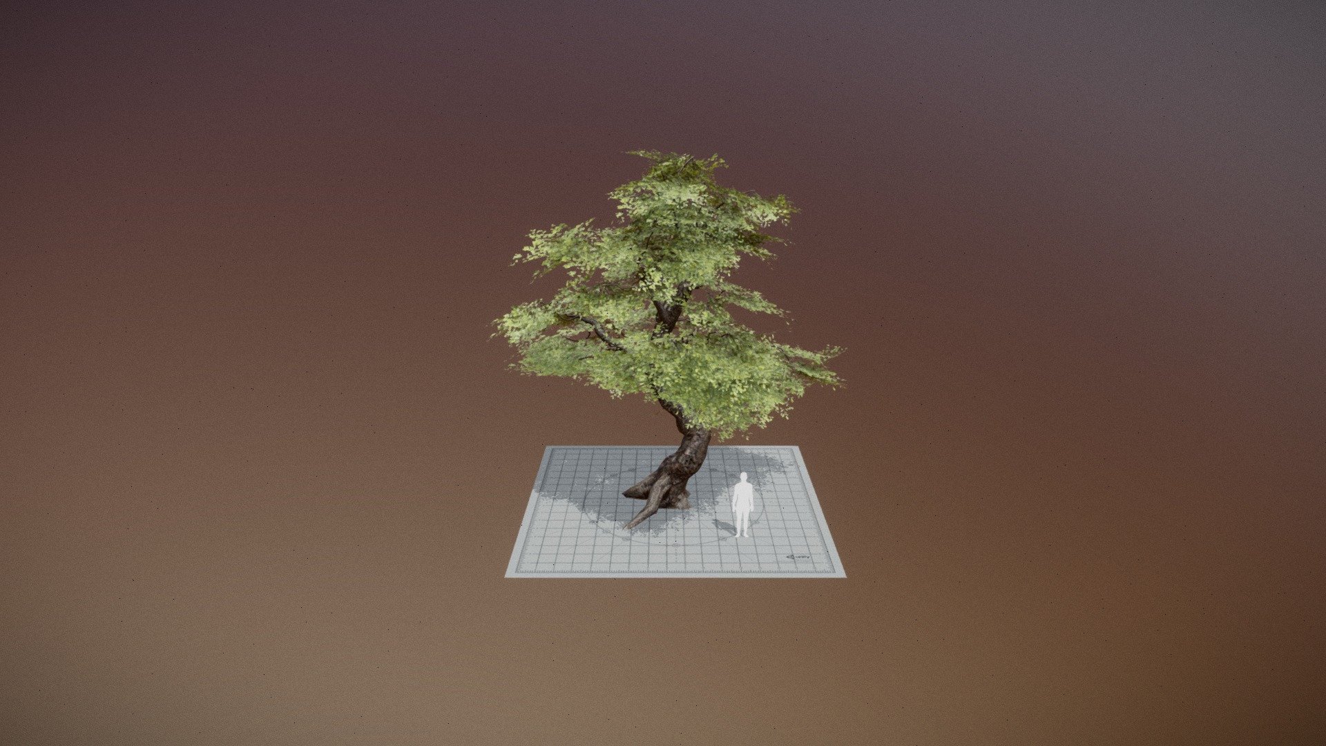 Oak - 3D model by waldemarst [802a5e5] - Sketchfab