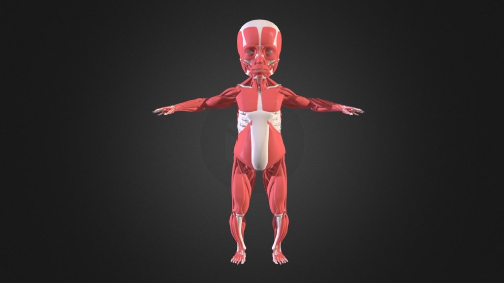 Full Body Baby Underskin - 3D model by the room workshop ...