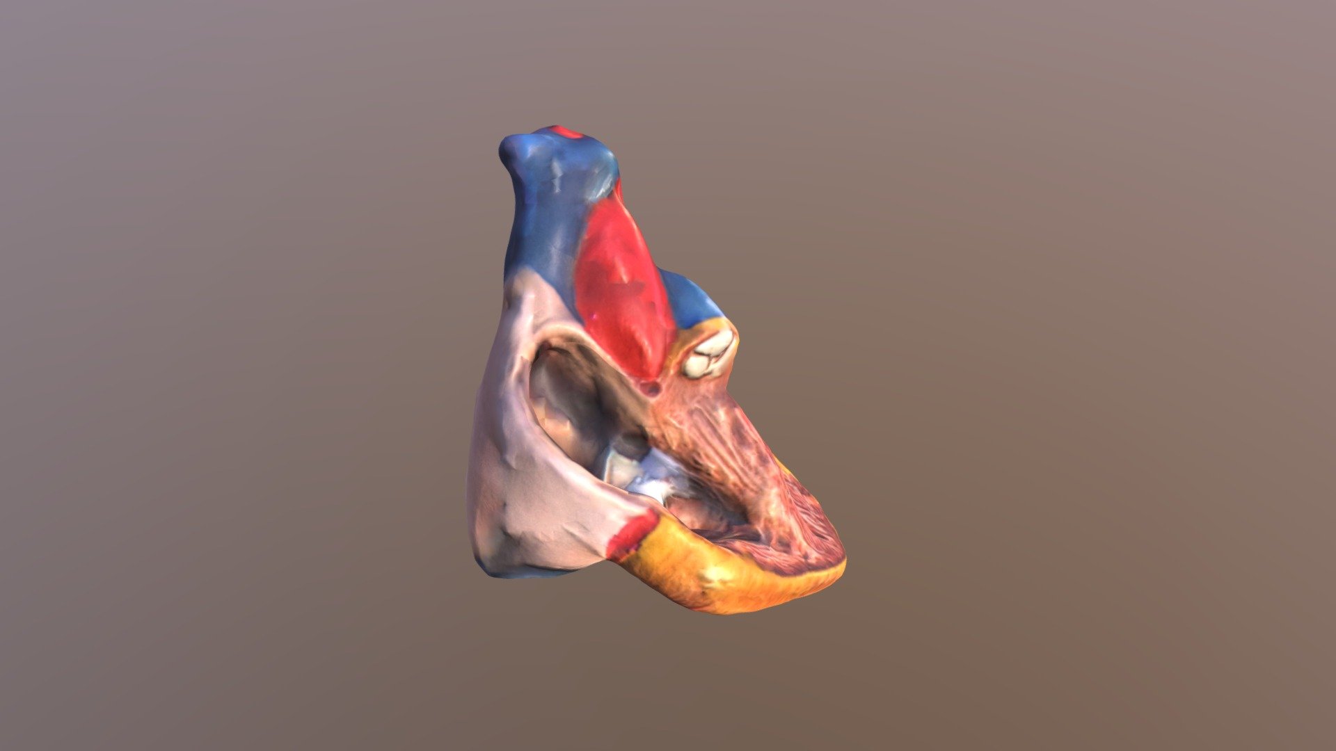 Open Heart - Download Free 3D model by jkane326 [8033094] - Sketchfab