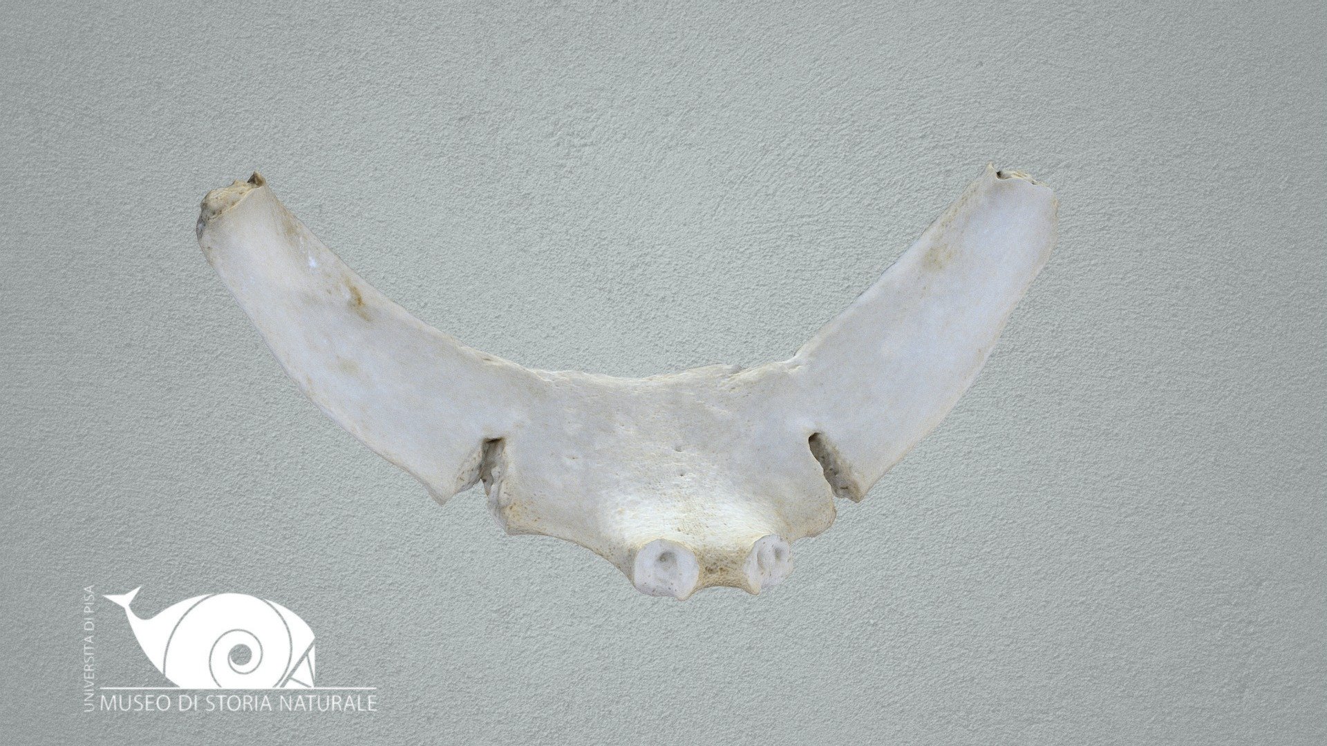 Risso's dolphin (Hyoid bone) - 3D model by Natural History Museum ...