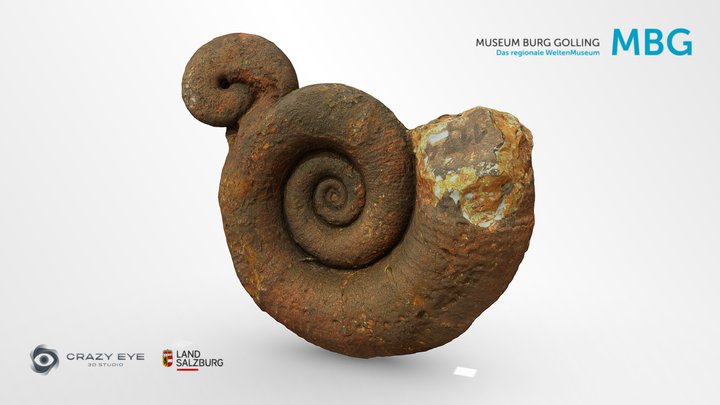 Ammonite 3D models - Sketchfab