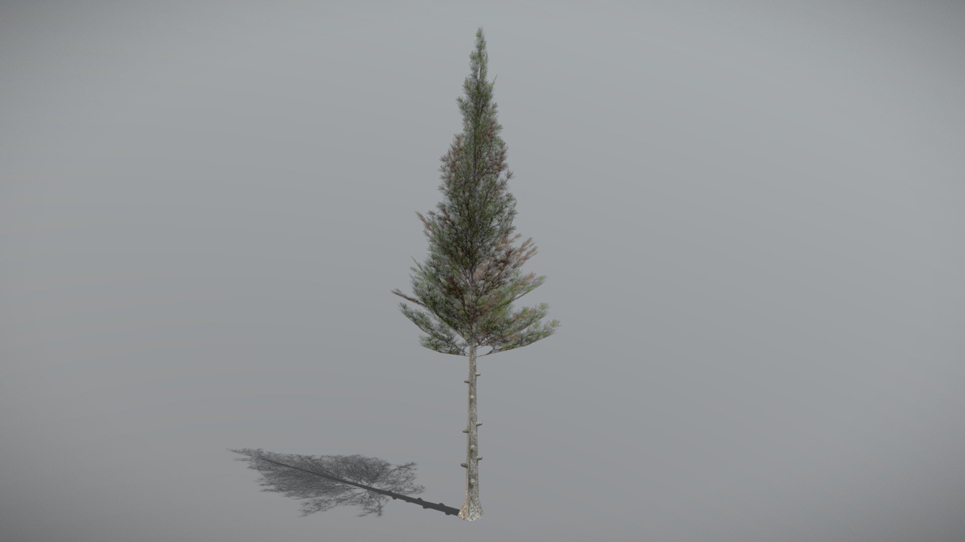 Pine 2 (Animated Tree) - Buy Royalty Free 3D model by bsp [803da6e ...