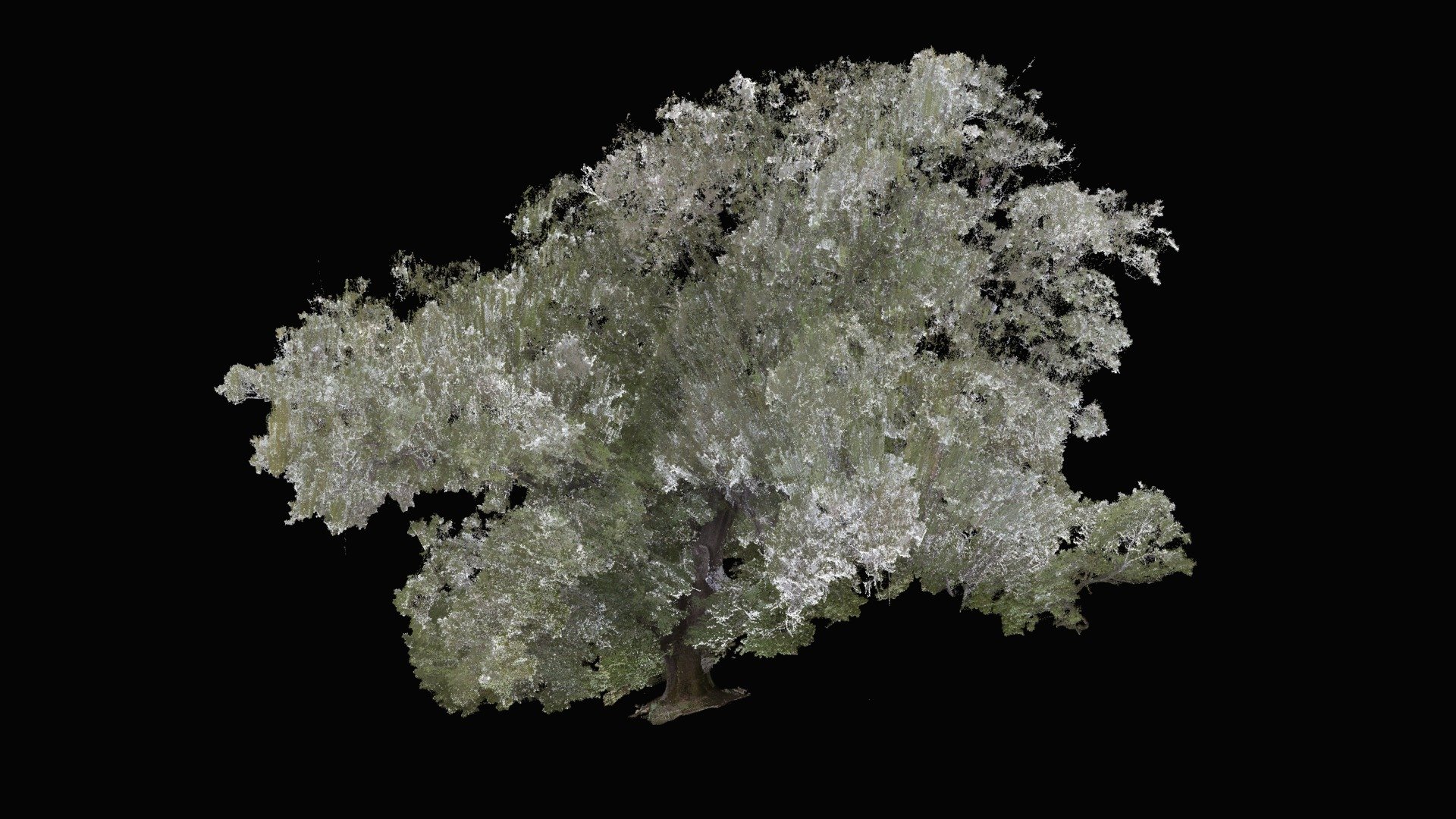 QuejigoAsin_2cm - 3D model by D.G. de Medio Natural y Gestión Forestal ...
