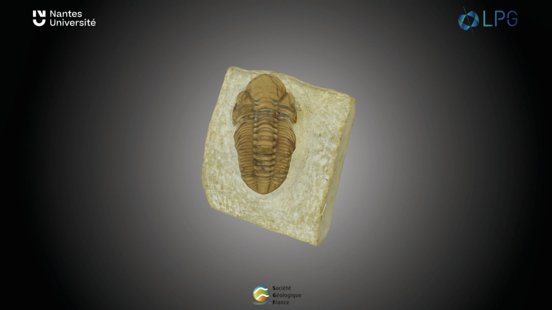 Trilobite - Kainops raymondi - Download Free 3D model by Société ...