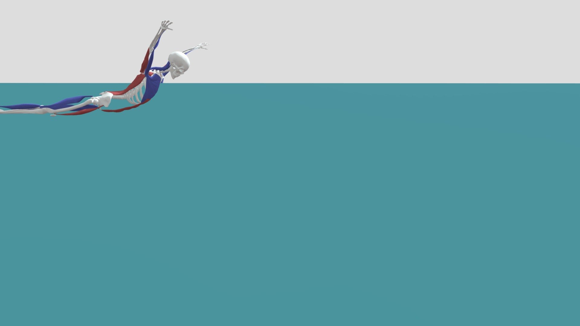 Swimming Animation - 3D model by Hassan Nasser (@hassan.h.nasser ...