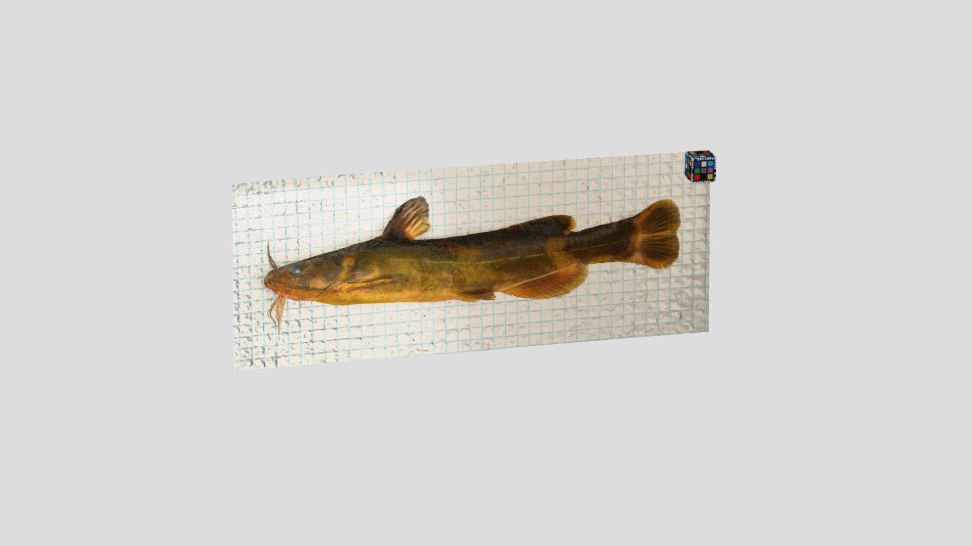 アリアケギバチ Ariake catfish, Pseudobagrus aurantiacus - Download Free 3D ...