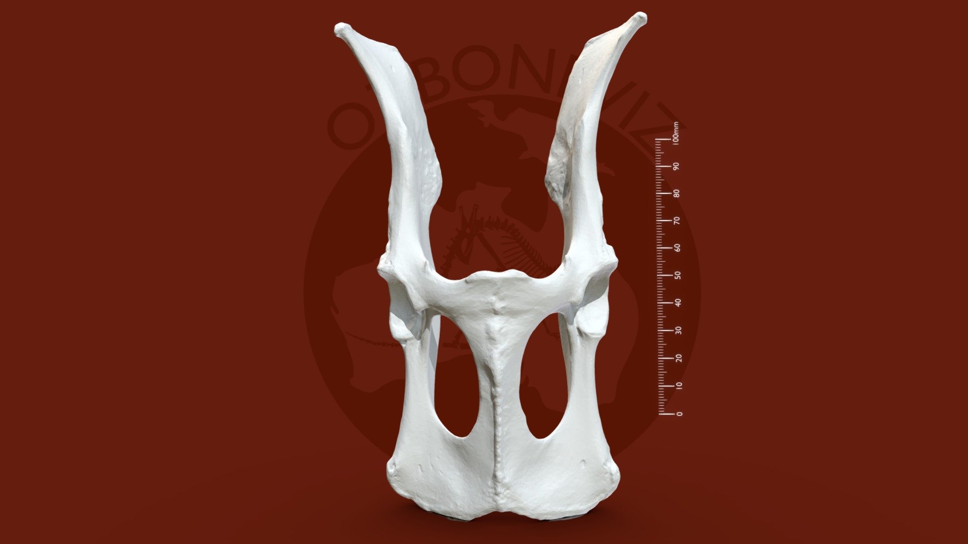 Thylacine (Tasmanian tiger) pelvis - 3D model by Ozboneviz [8060601 ...