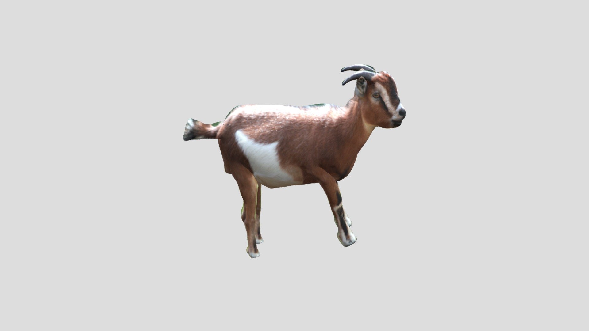 Goat run - Download Free 3D model by Rainbow Yoshi Gun (@yoshi2024-2025 ...