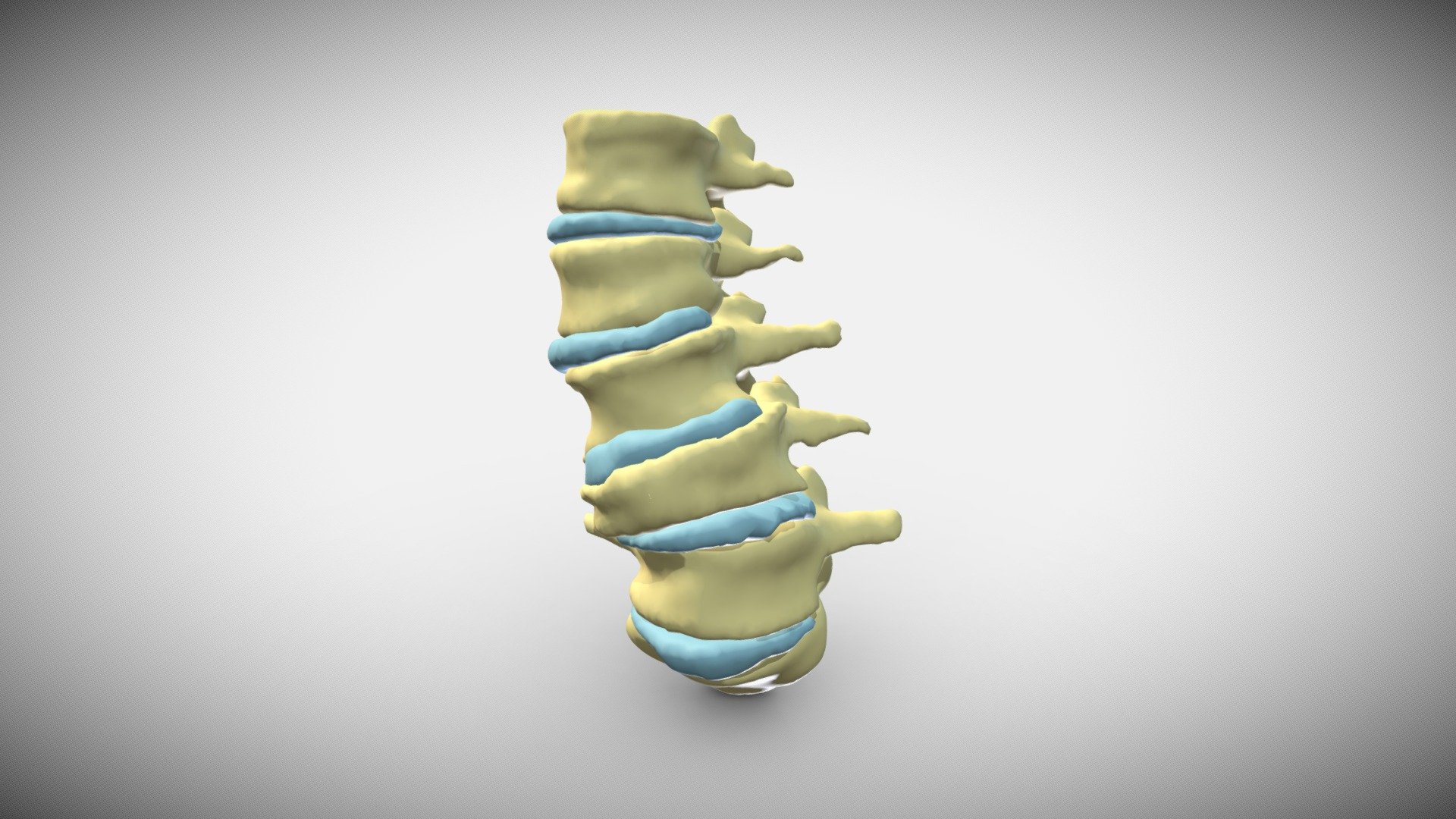 Spine - 3D model by Imre J. Barabás, MD, M.Sc. (@Uzzias18) [8070023 ...