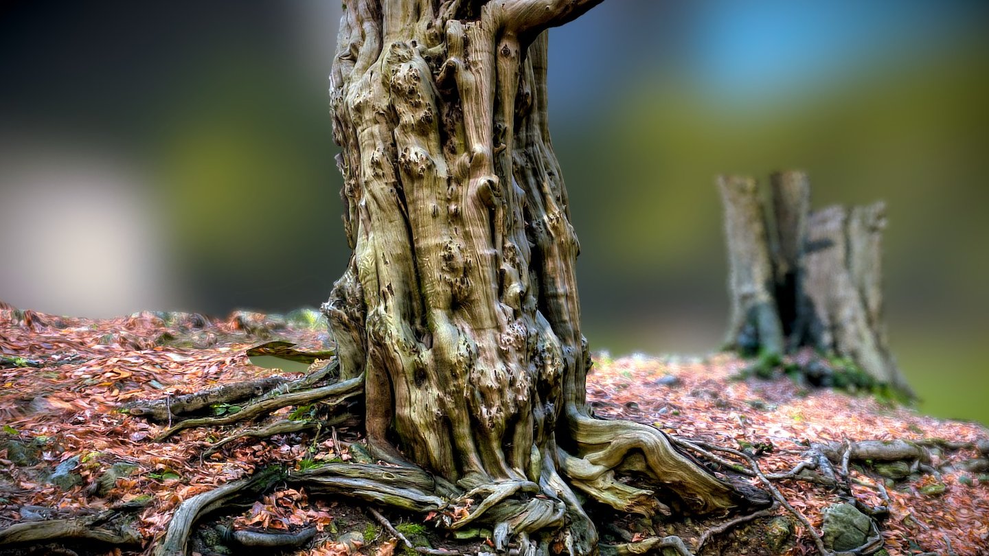 Old Tree - 3D model by Paul (@paul3uk) [80712c6] - Sketchfab