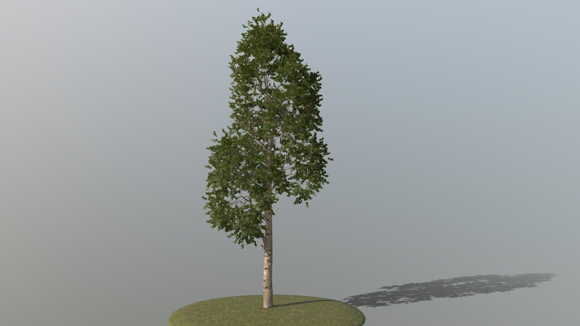 Birch Tree - Buy Royalty Free 3D model by Studio Lab (@studiolab.dev ...