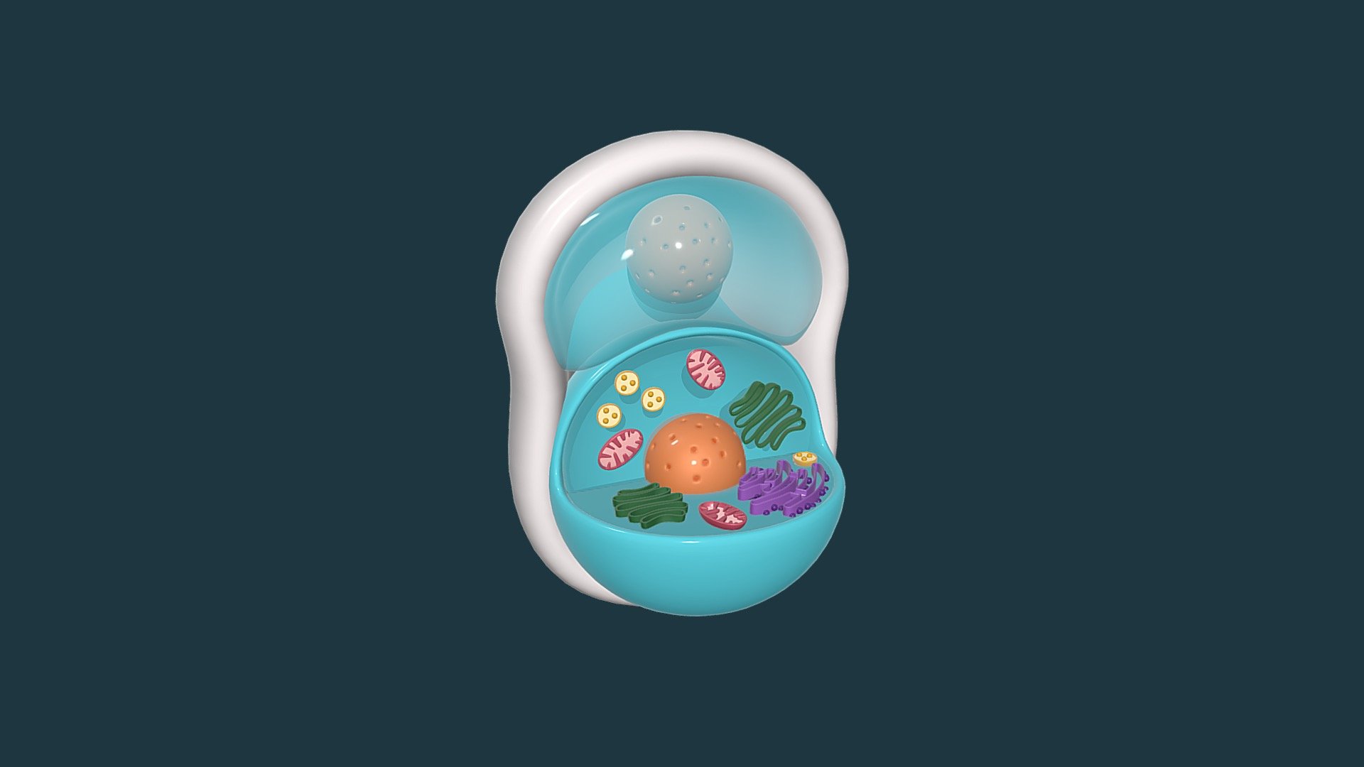 chondrocyte_hdandrea - 3D model by harperdandrea [807b161] - Sketchfab