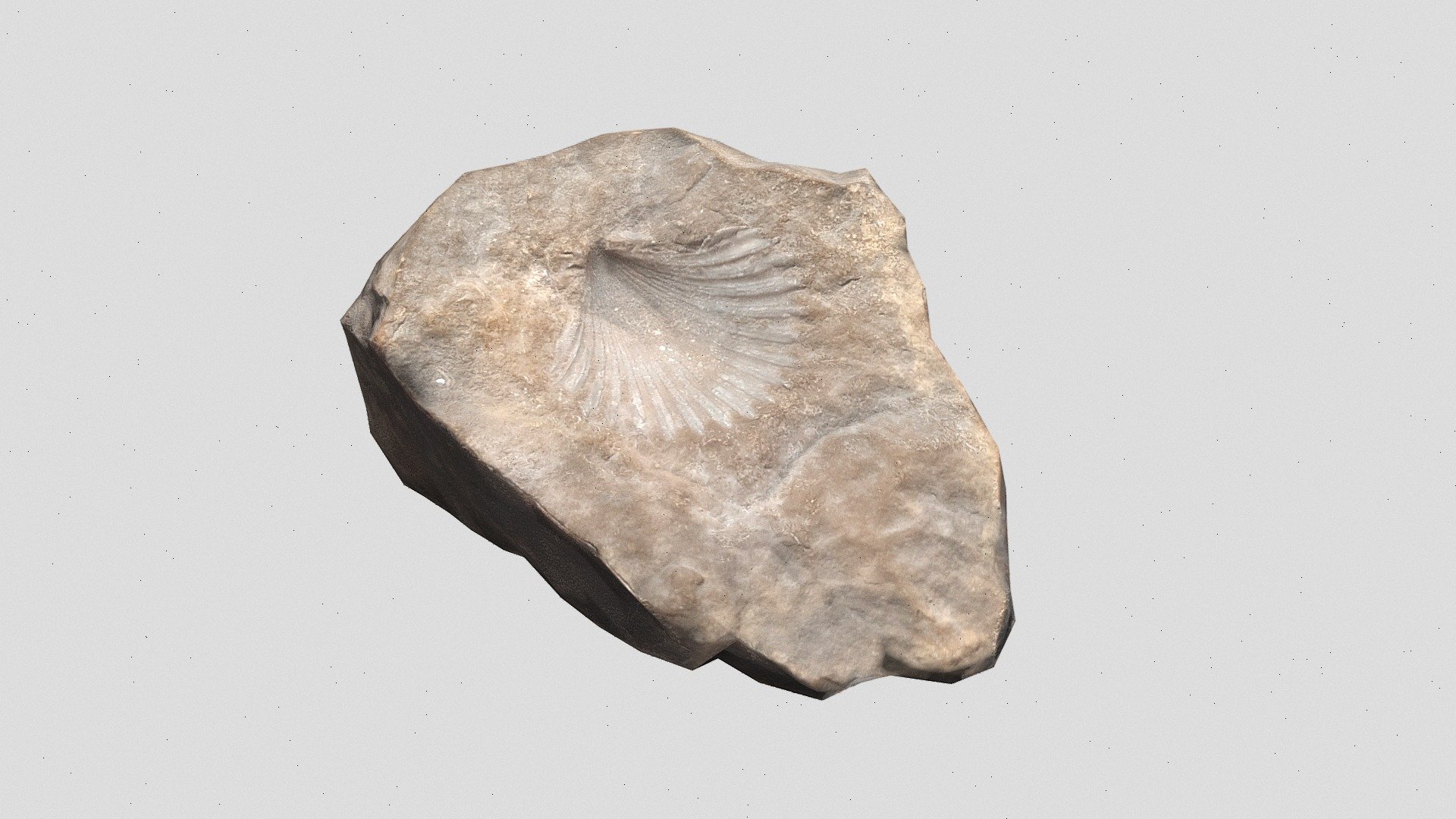 Fossil - 3D model by gmm3D (@guimm321) [80802ca] - Sketchfab