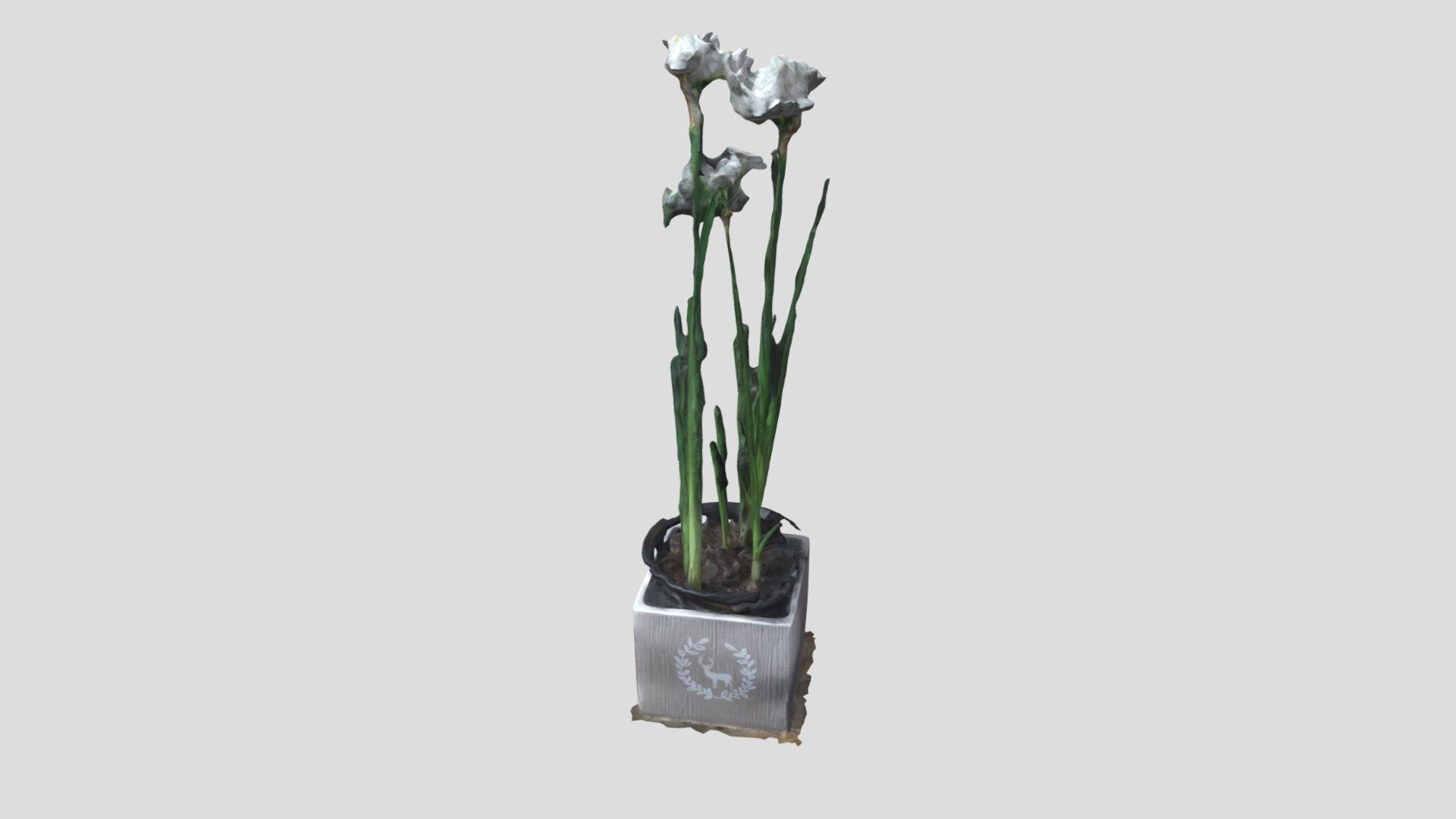 Paperwhite narcissus - Download Free 3D model by scbenoit [8088f78 ...