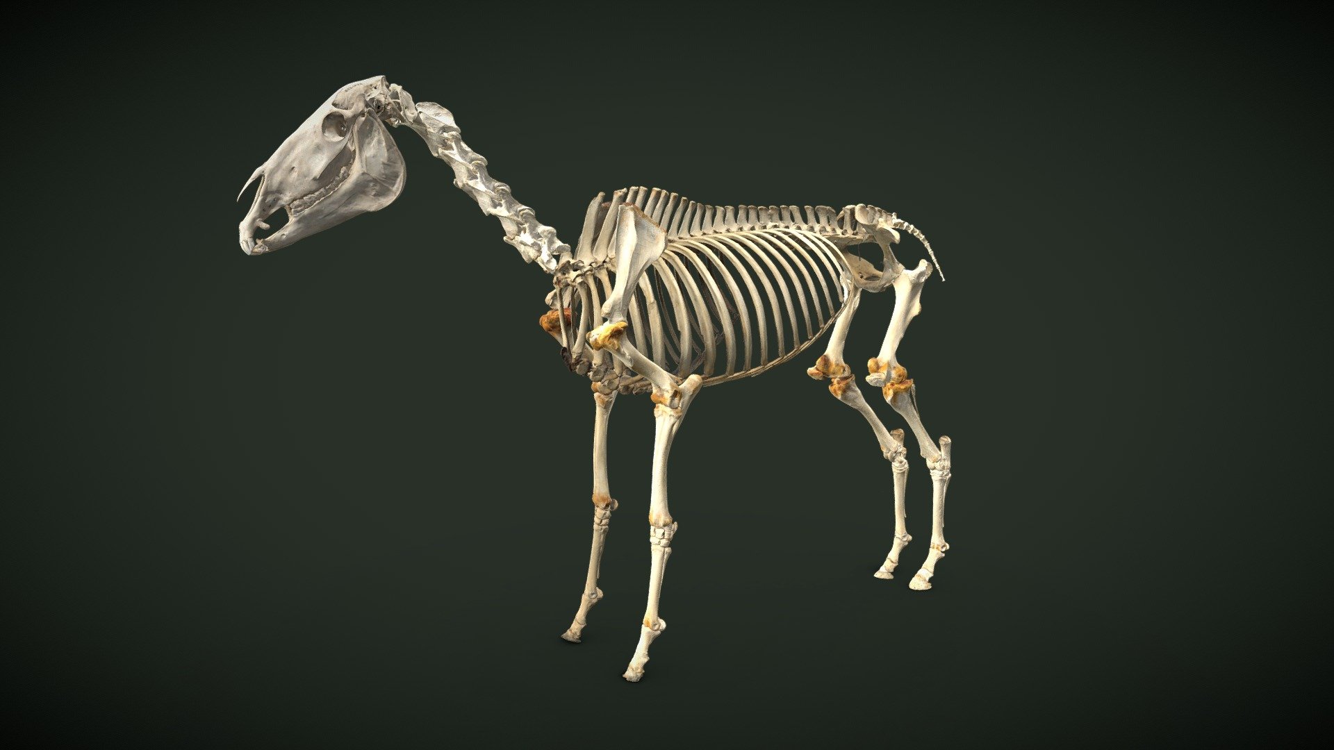 Eclipse Skeleton - 3D model by ThinkSee3D [808c167] - Sketchfab