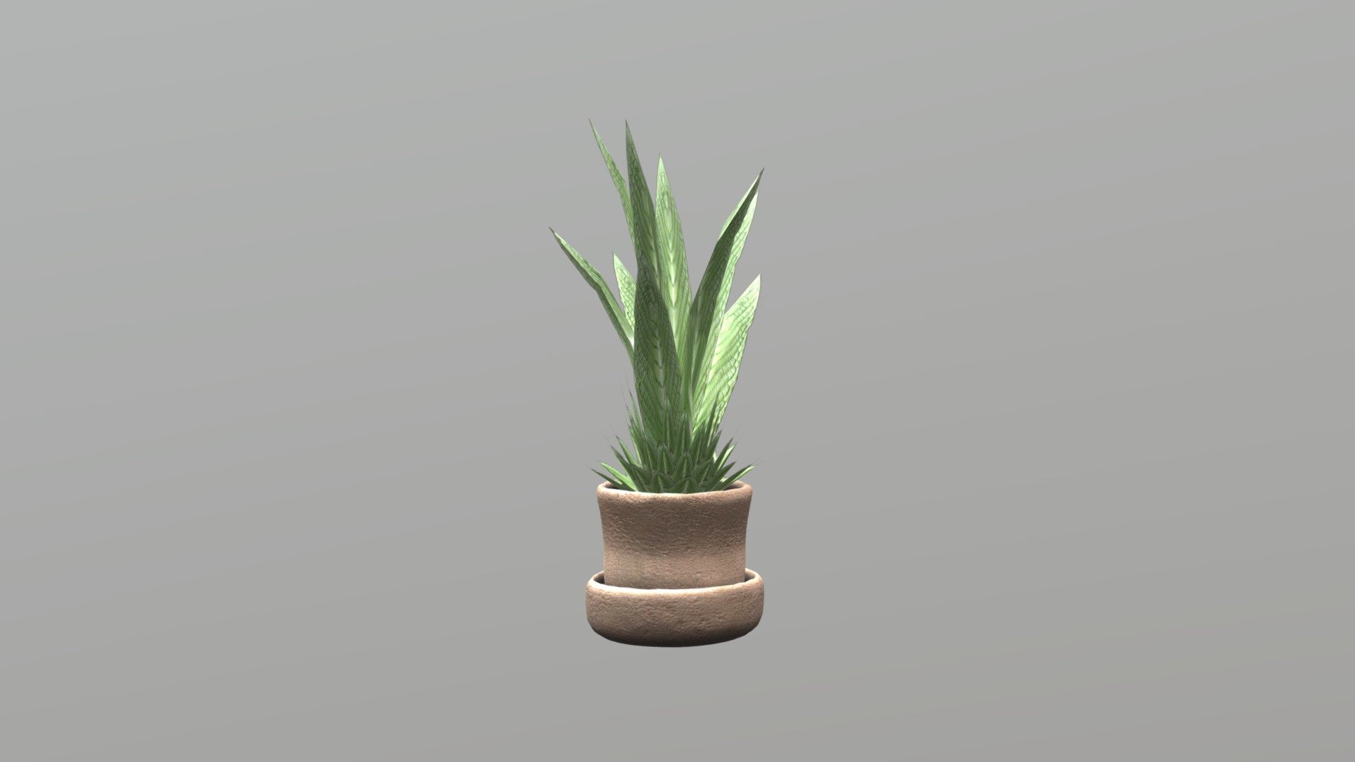 Indoor plant_ aloe vera - Buy Royalty Free 3D model by DZwork [808cfe7] - Sketchfab Store