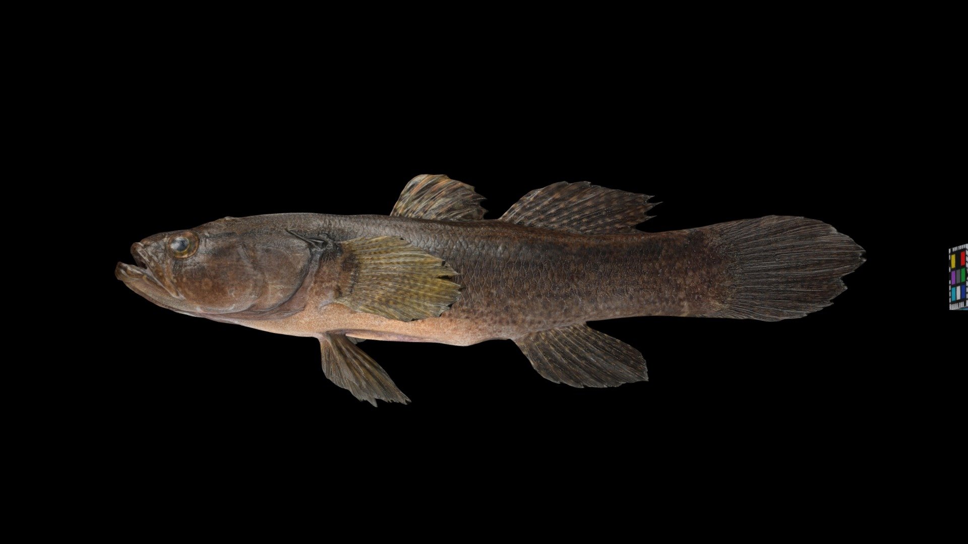 テンジクカワアナゴ Dusky Sleeper, Eleotris fusca - Download Free 3D model by ...