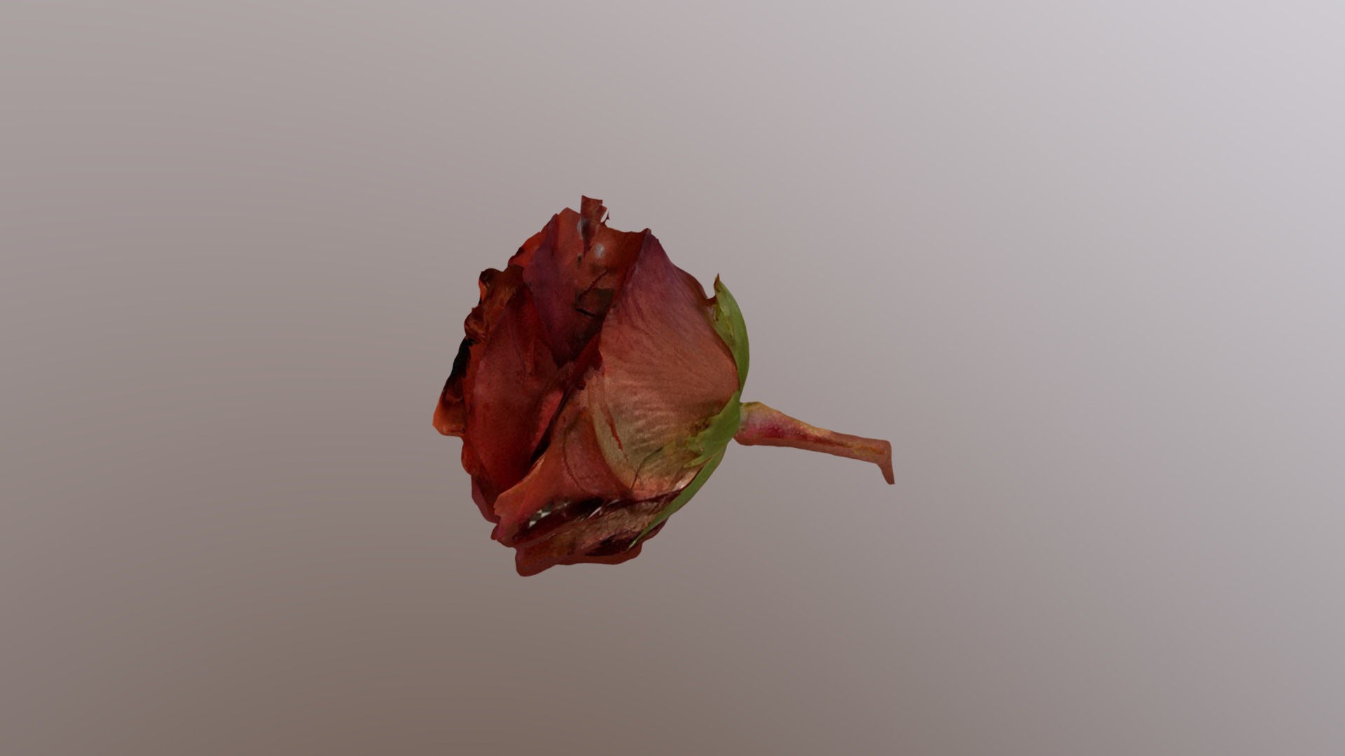 Rose - 3D model by MDebenjak [80956b8] - Sketchfab
