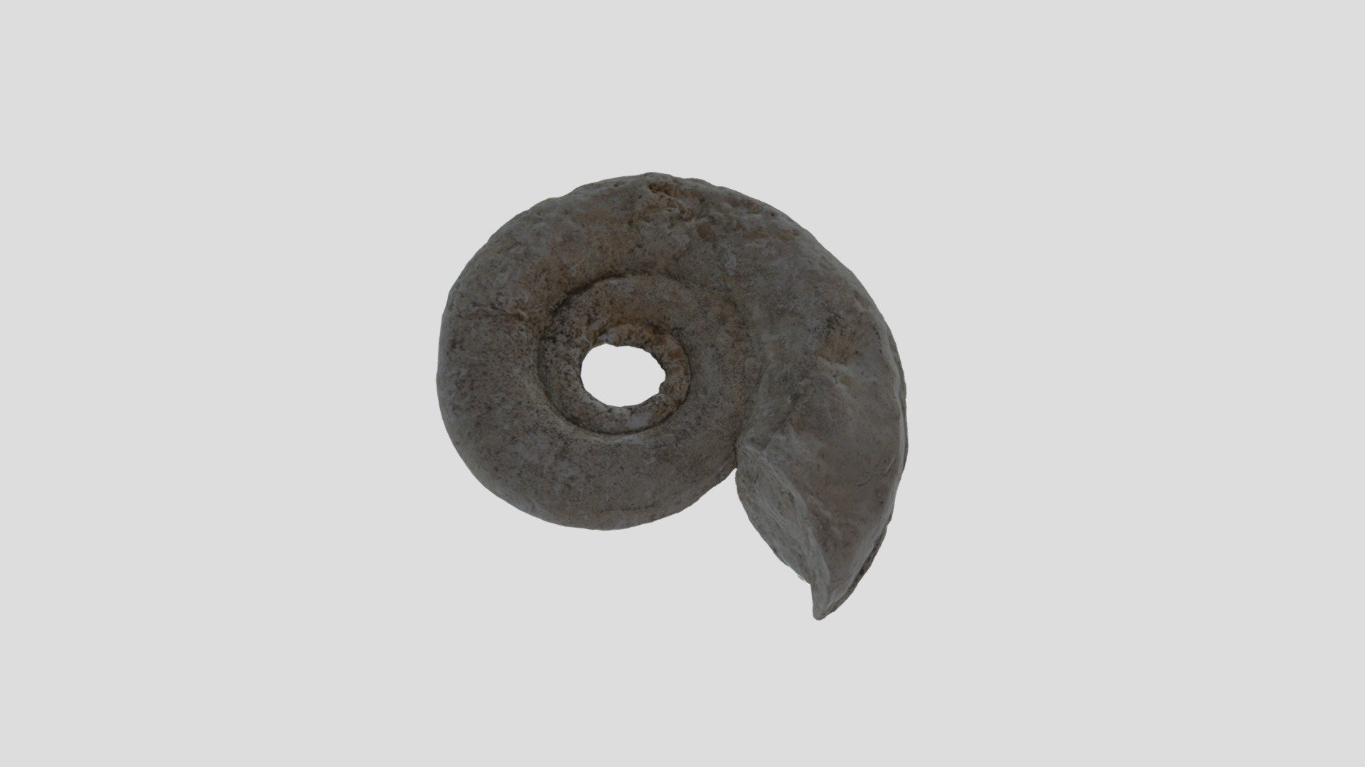 Ammonite_1 - 3D model by campioneprimo1 [8095bc6] - Sketchfab