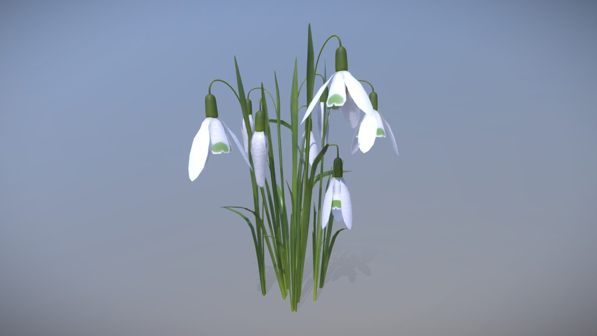 snowdrop - 3D model by Karina (@KarynaTrychyk) [809b015] - Sketchfab