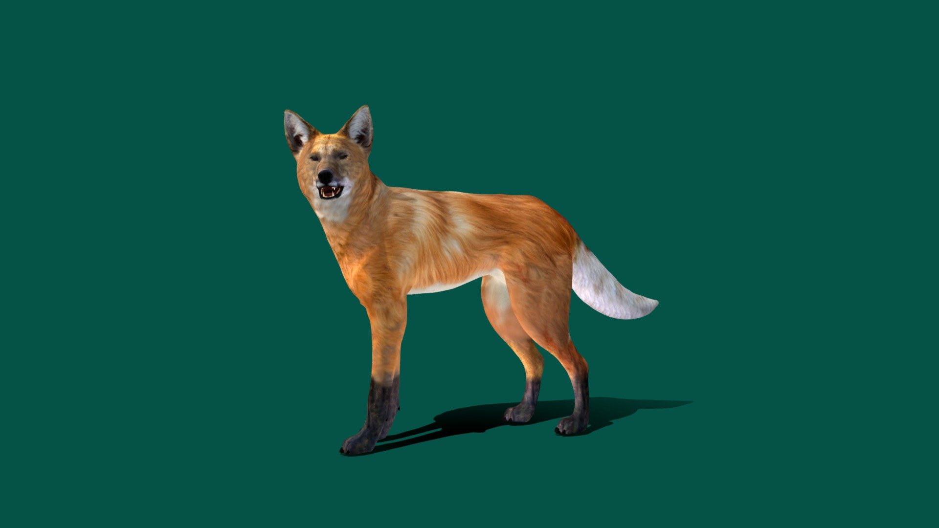 Maned wolf - Buy Royalty Free 3D model by Nyilonelycompany [809c6c3 ...