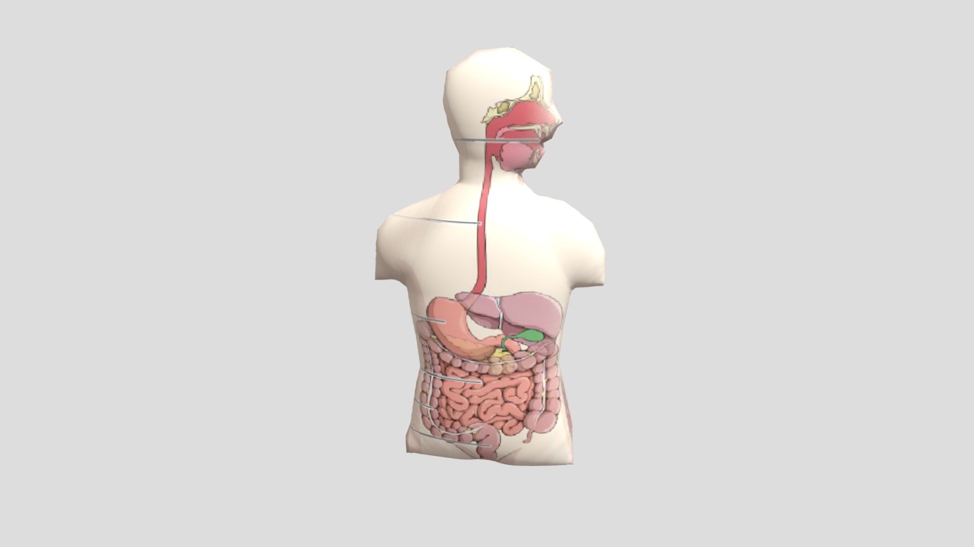 Organ_manusia - Download Free 3D model by maryanamuhadji [80a4cf4 ...