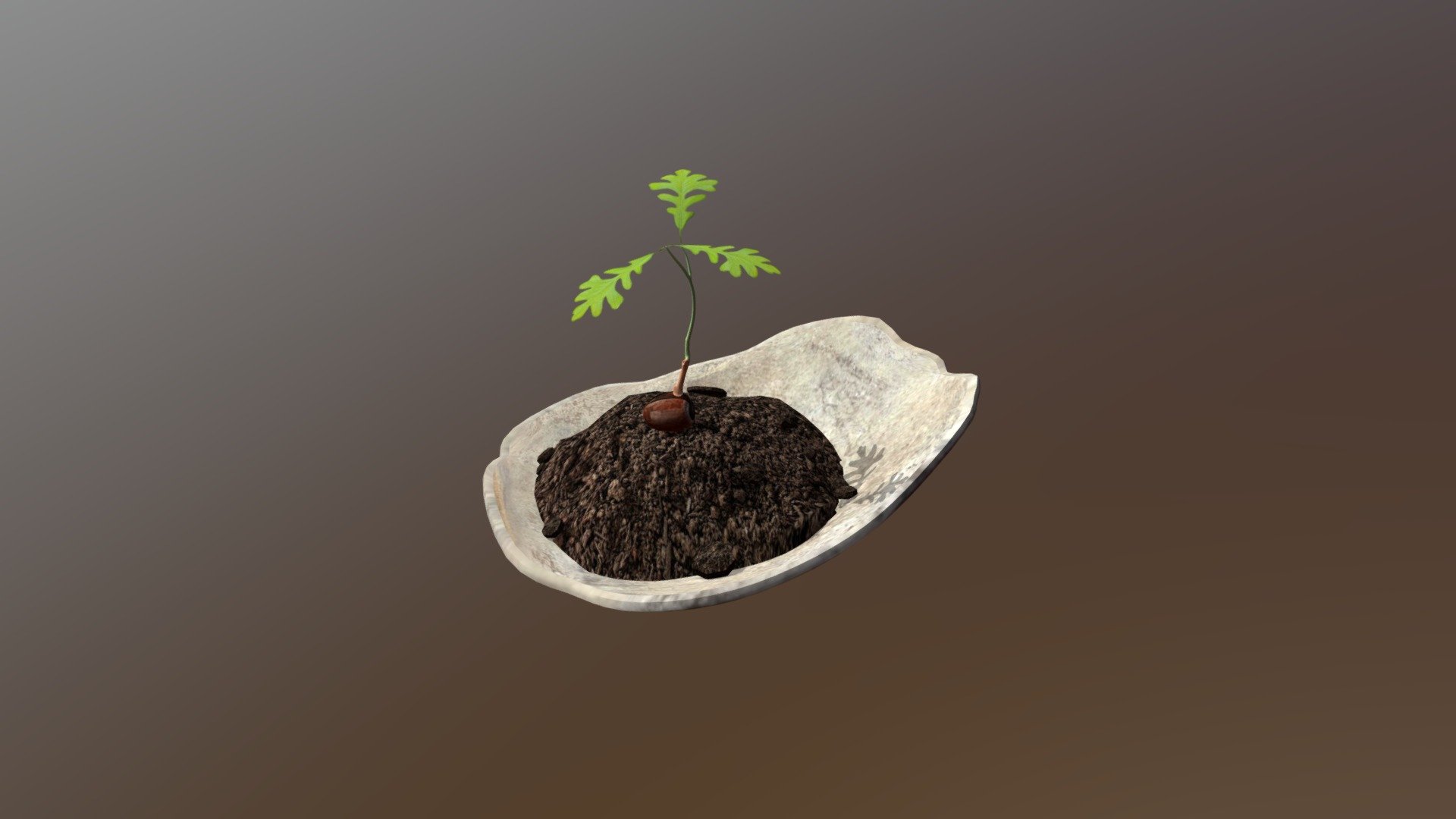 Oak Tree Sapling - 3D model by Nile (@nilem) [80a56c2] - Sketchfab