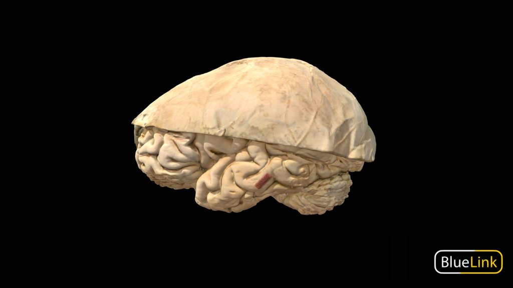 Neuro - A 3D model collection by Bluelink Anatomy - University of ...