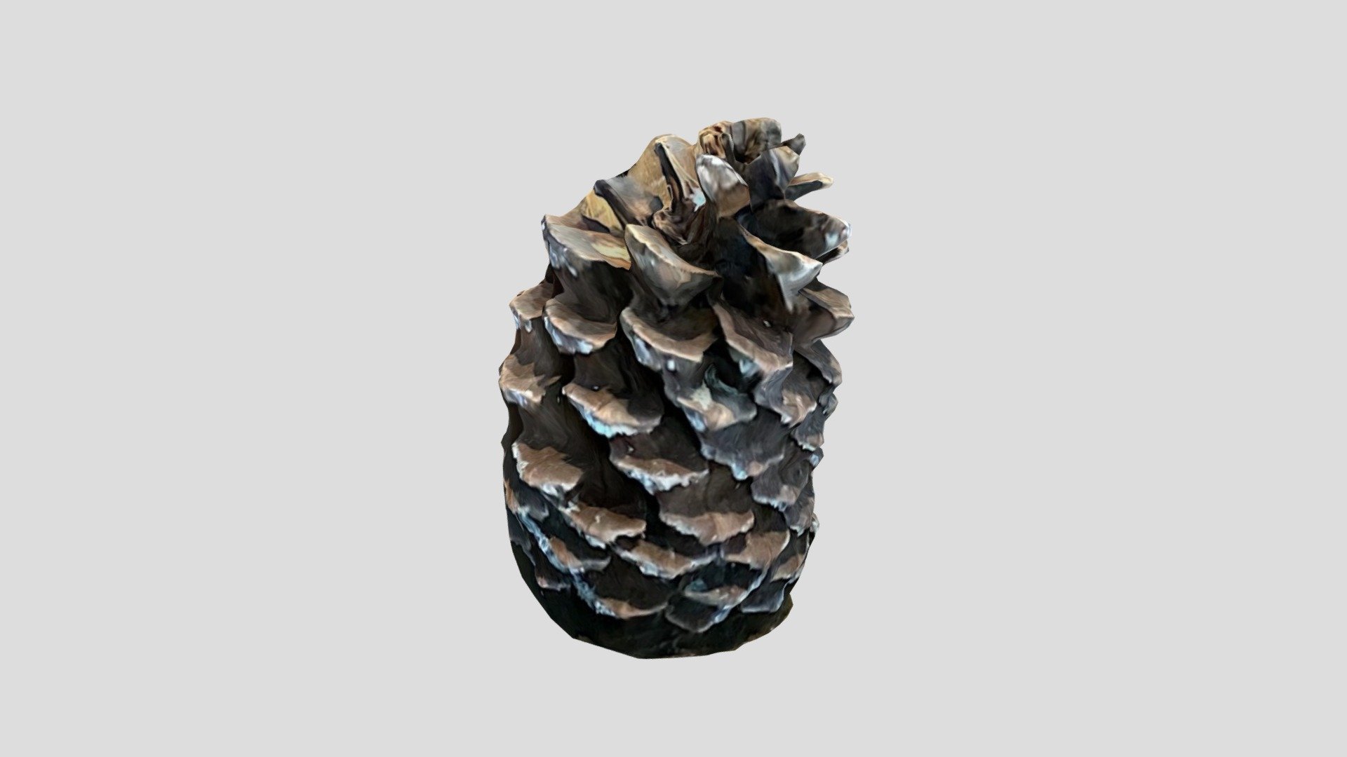 Pinecone Text Download Free 3d Model By Jetblaque69 80b147b Sketchfab 