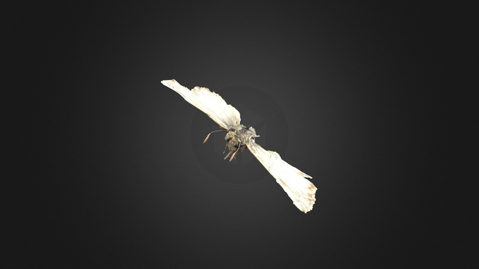 Northern White Skipper Butterfly - 3D model by University Libraries at ...