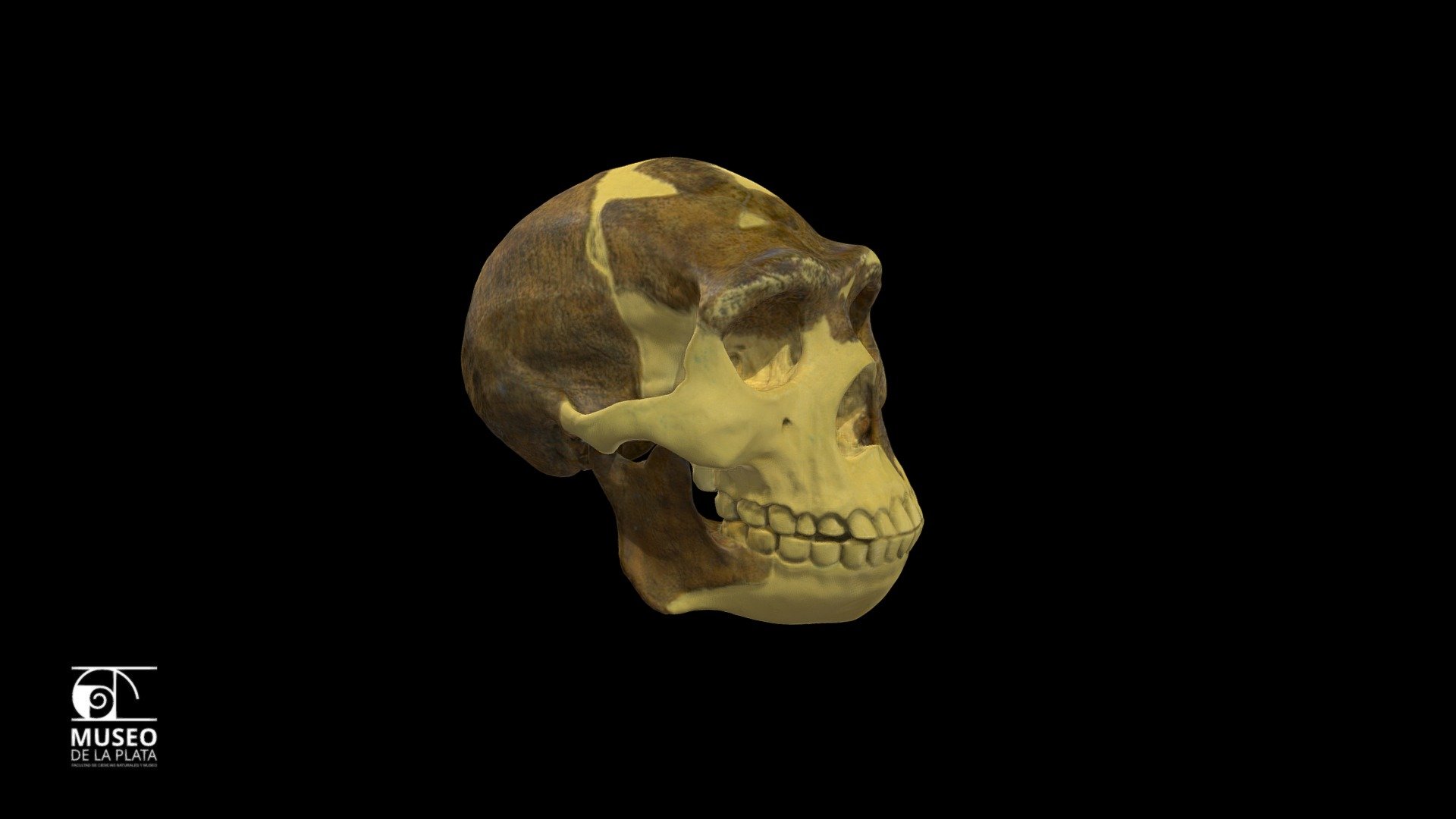Homo erectus (Chou-k´ou-tien) 8041 - 3D model by Museo de La Plata ...