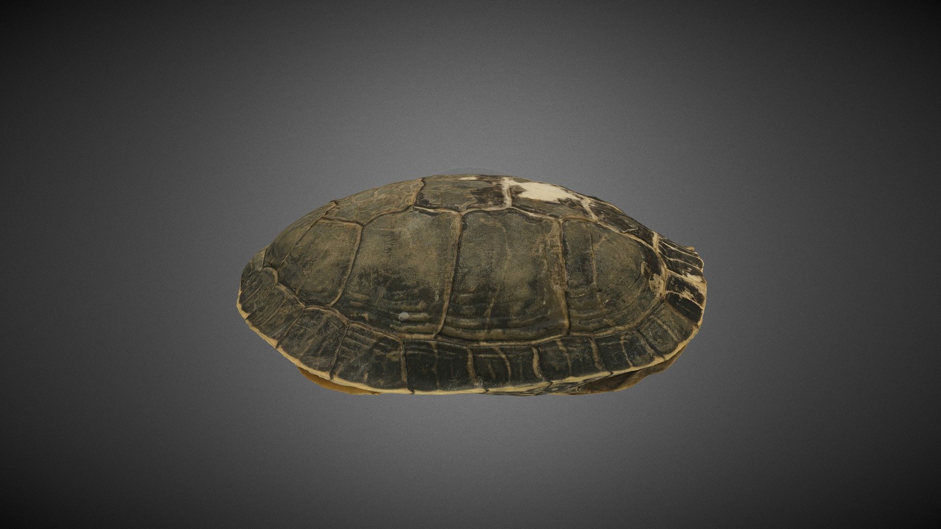 Red-eared Slider Shell - 3D model by emmagregory [80cb6d9] - Sketchfab