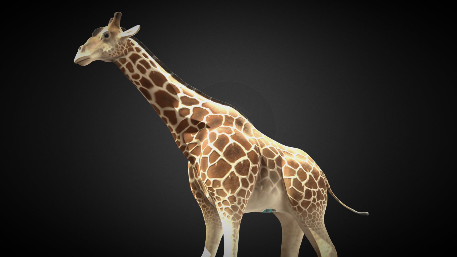 Giraffe - 3D model by Coolblu [80cca03] - Sketchfab
