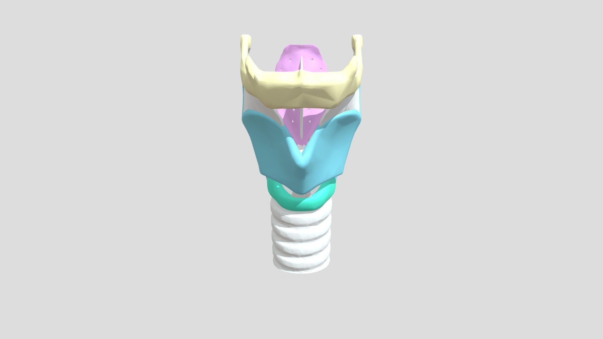 Anatomy of the larynx 3D Model By Nico QTM Quantum sante 80d0147 