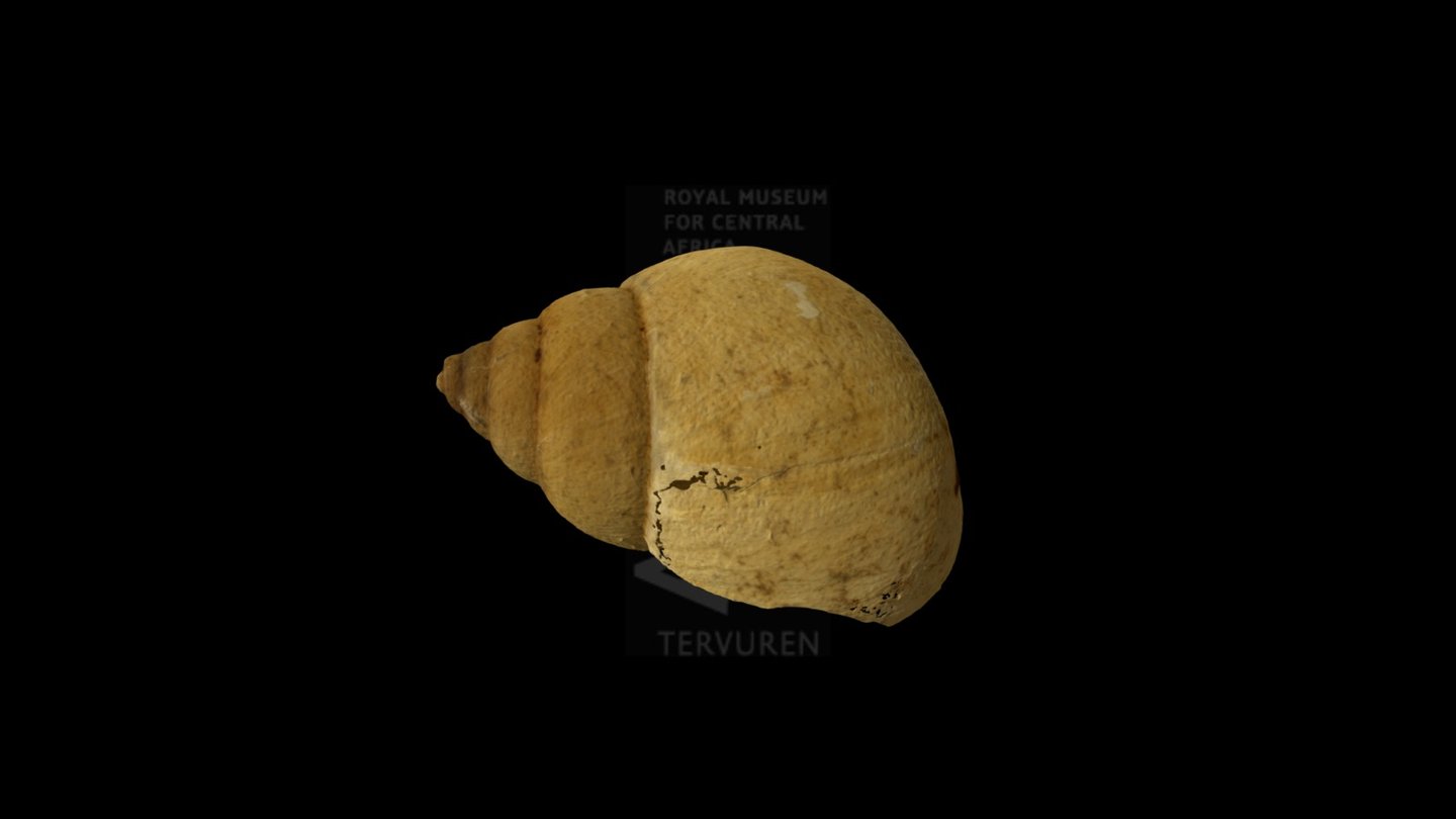 Physa nyassana - 3D model by Royal Museum for Central Africa ...