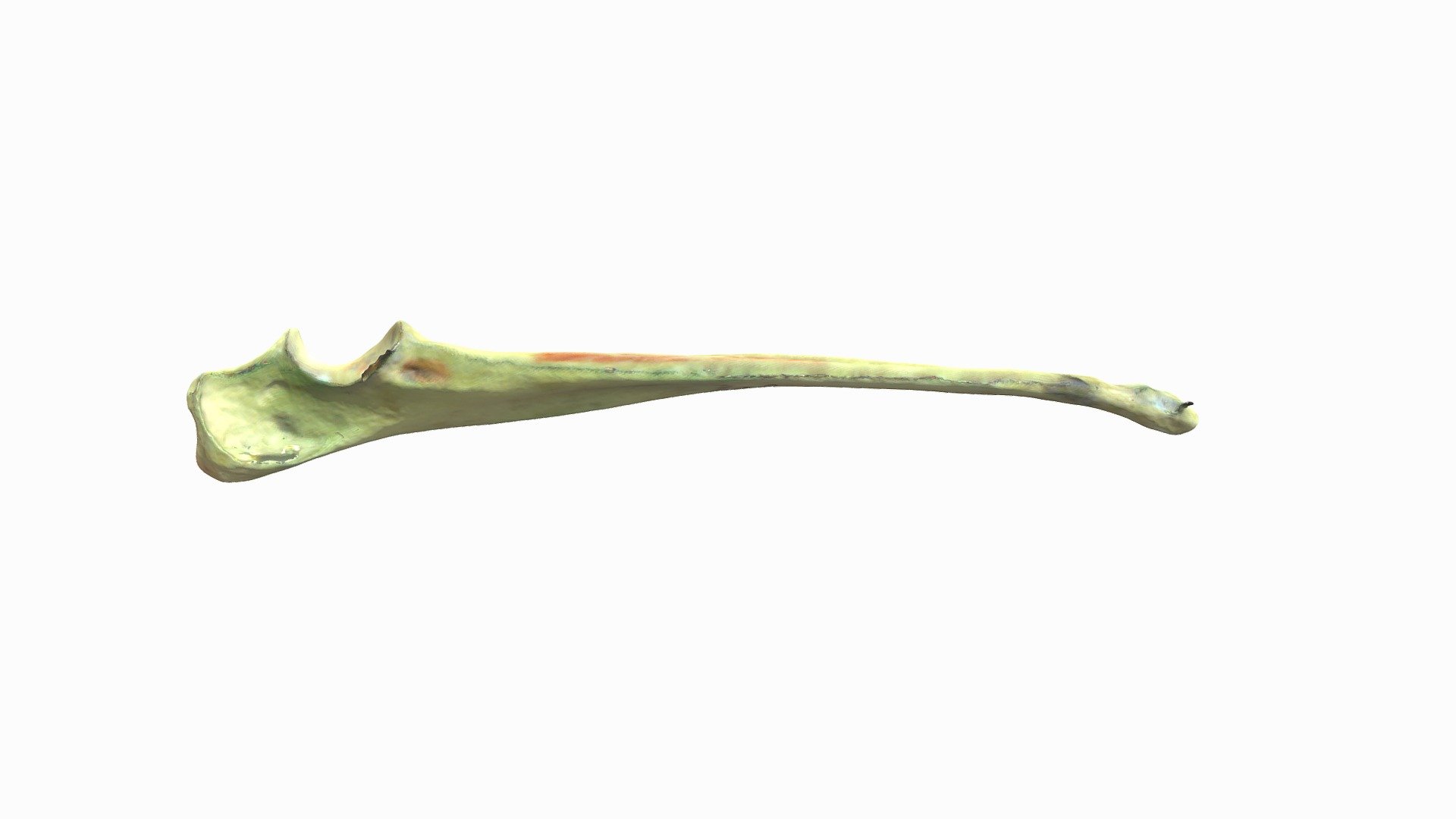 Canine Ulna - annotated - 3D model by rvcanatomy [80d3d58] - Sketchfab