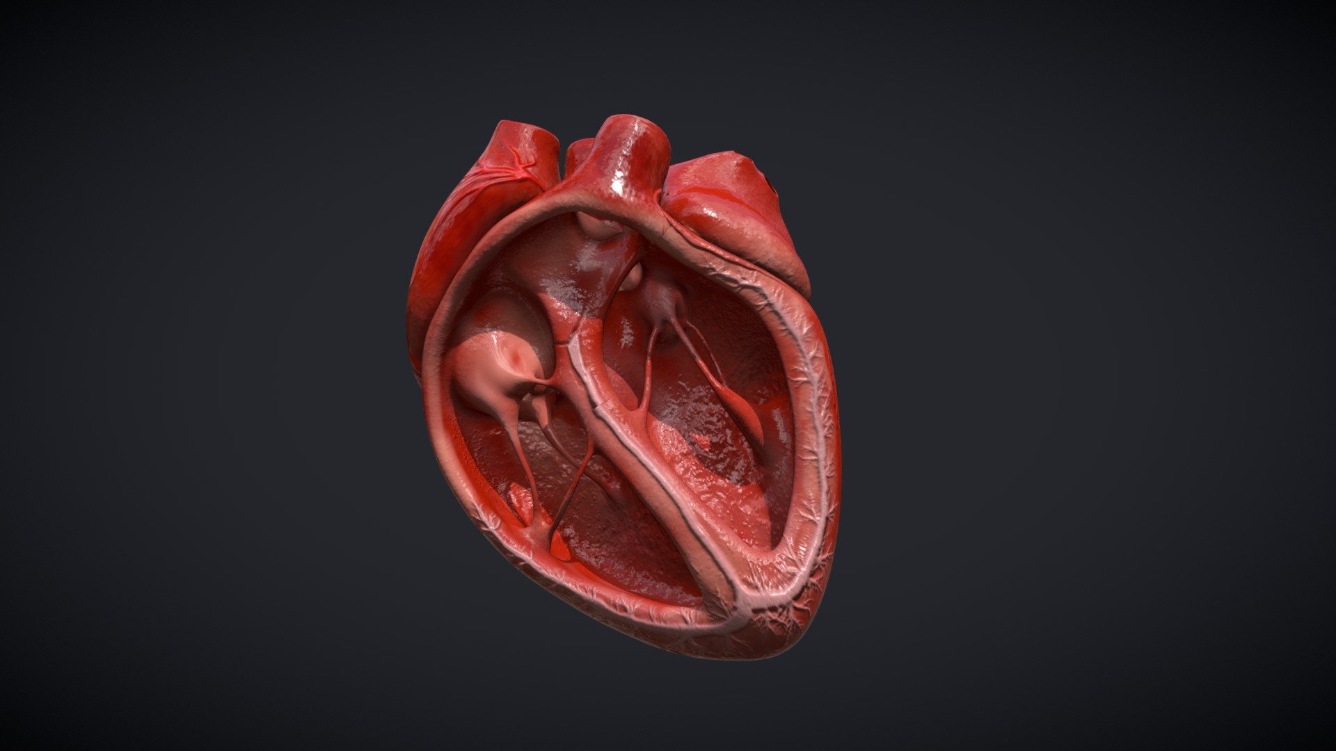 Heart (Animation) - Buy Royalty Free 3D model by Kayozz ...