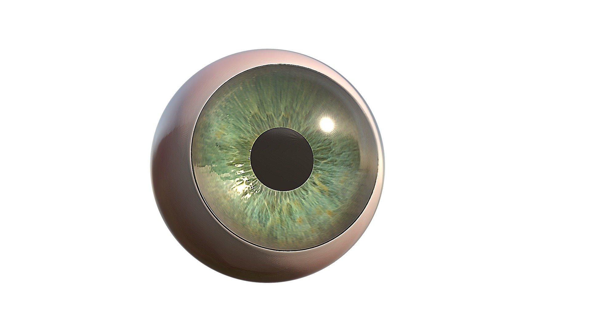 Cartoon eye - 3D model by Loulipop [80ea2a5] - Sketchfab