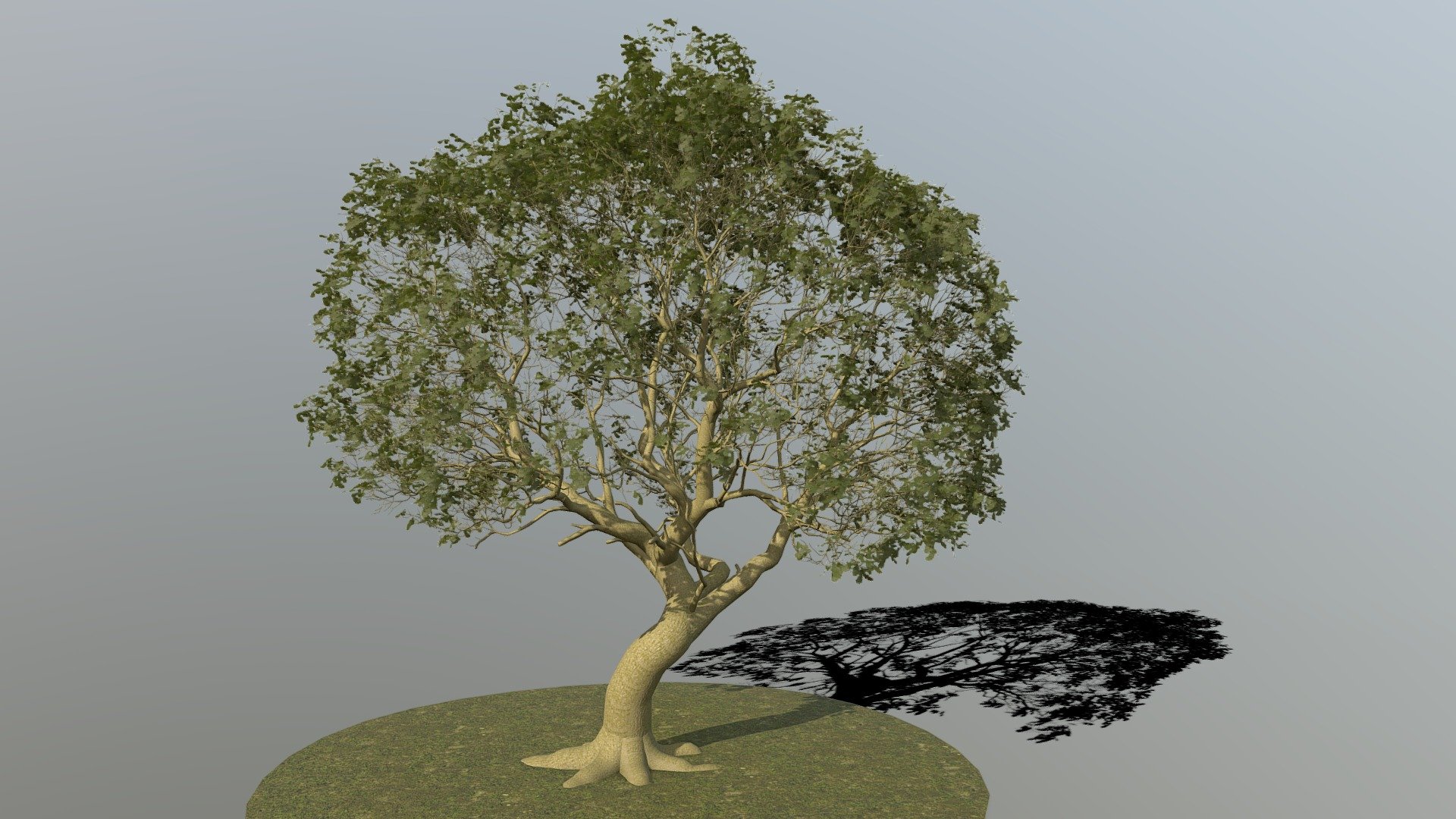 Maple Tree - Buy Royalty Free 3D model by Studio Lab (@studiolab.dev ...