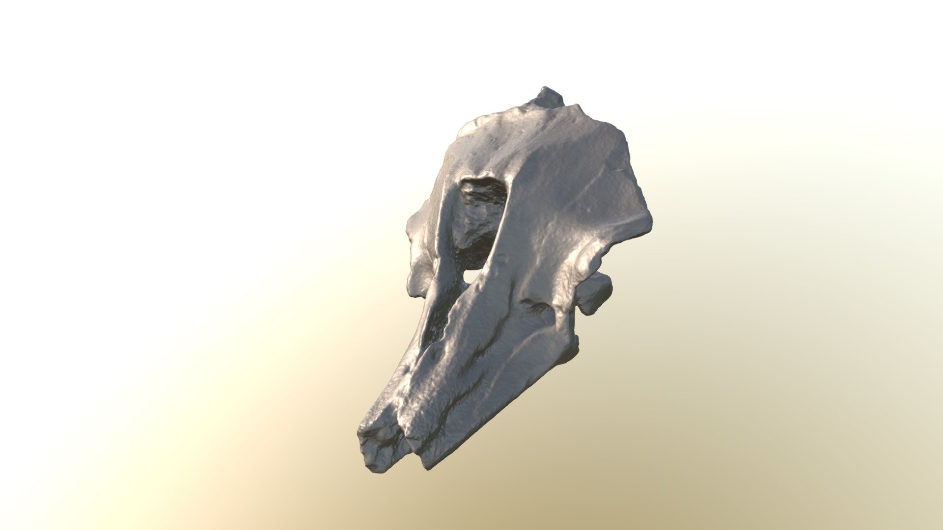 Inermorostrum toothless dwarf dolphin CCNHM 171 - Download Free 3D ...