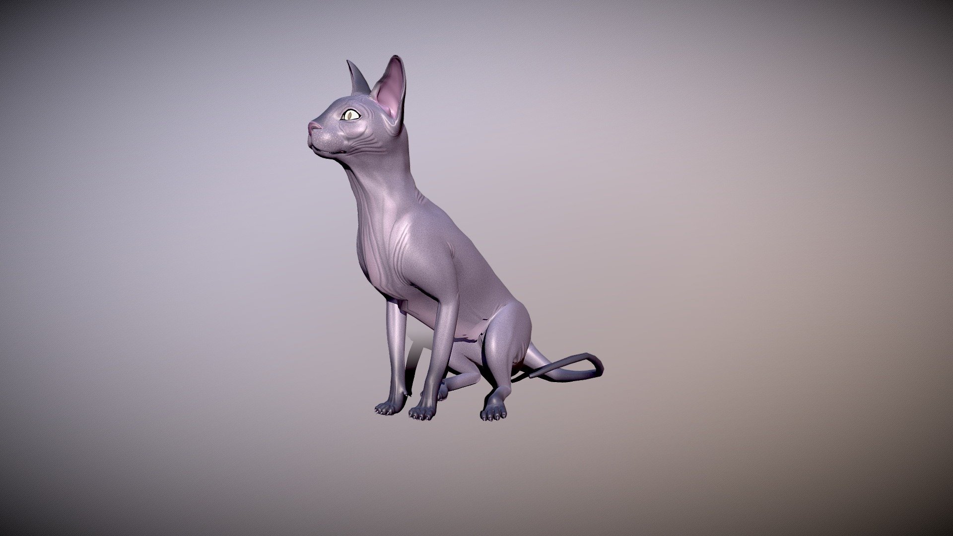 sphynx cat - Buy Royalty Free 3D model by pinotoon [80fd130 ...