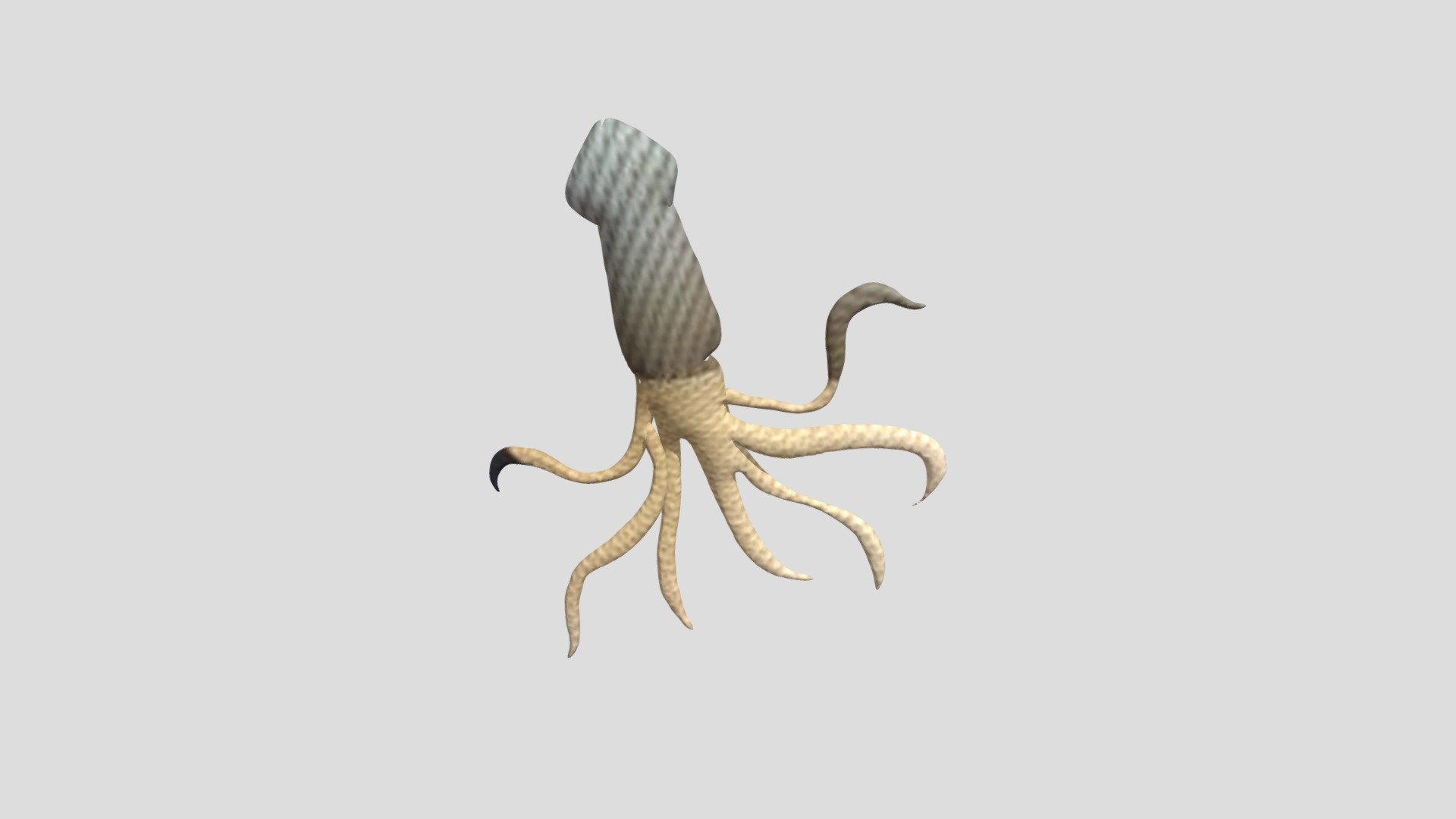 Project1_squid - 3D model by Paphaphat.Ardmangkorn [80fd746] - Sketchfab