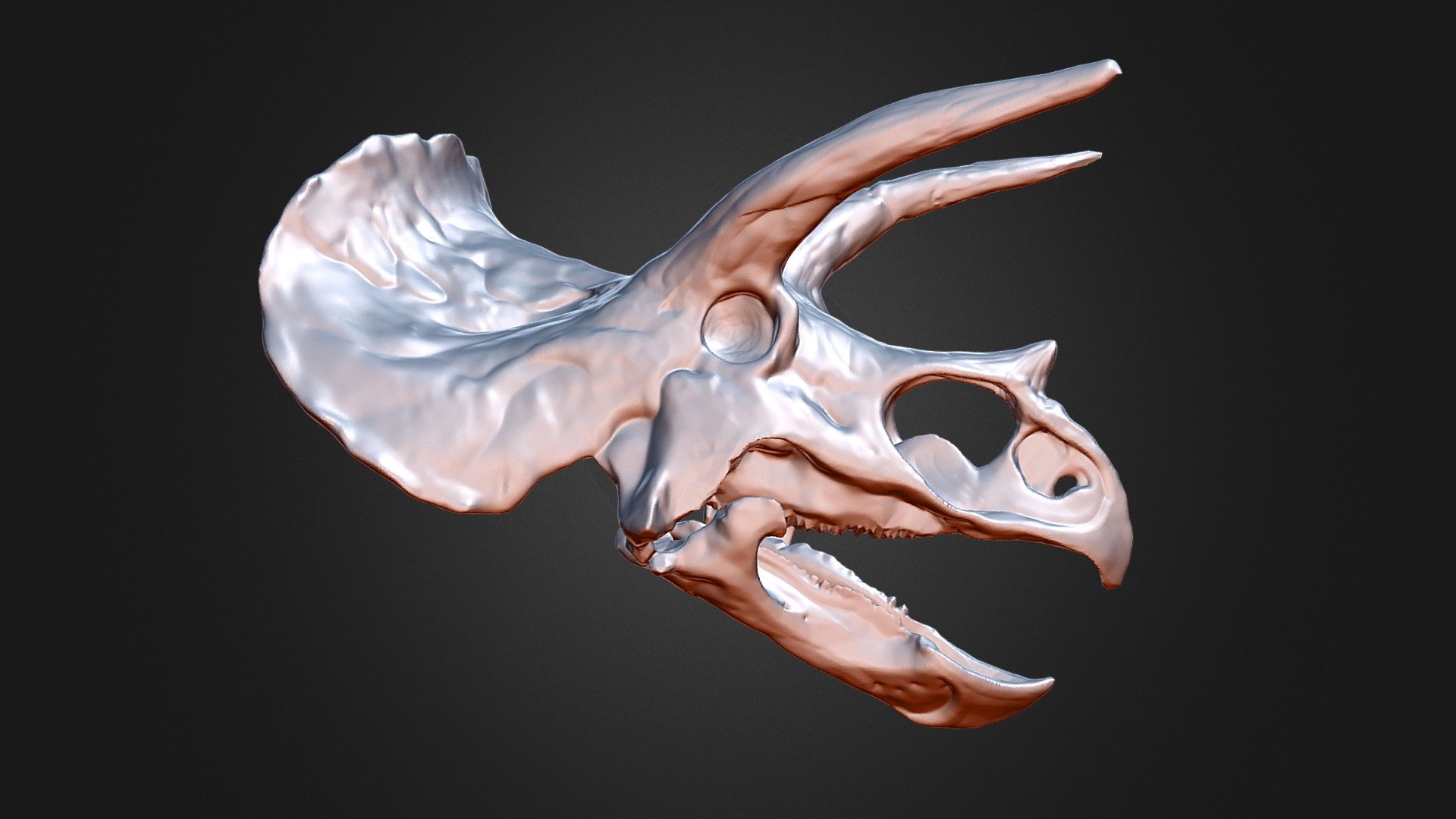 Triceratops horridus - 3D model by Fossil Models (@fossilmodels) [8102511] - Sketchfab