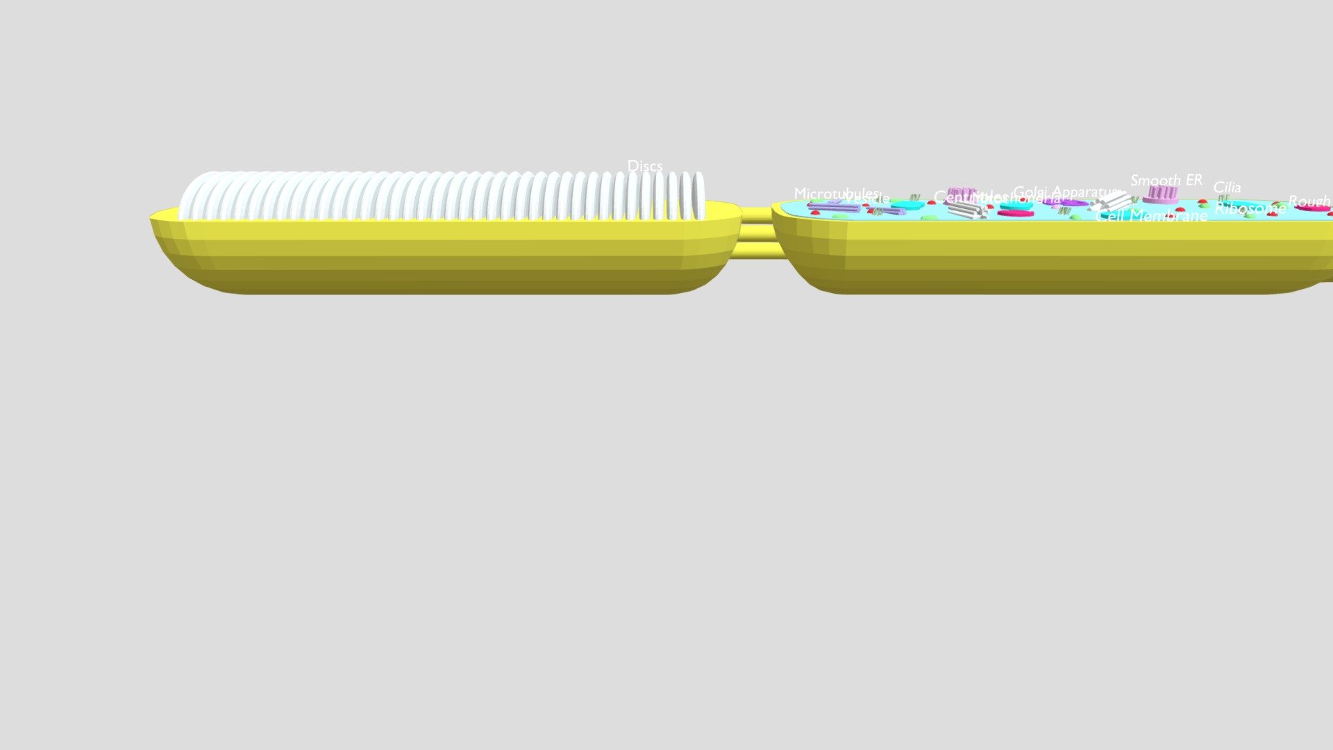 Rod Cell - 3D model by AttackDoge [81034de] - Sketchfab