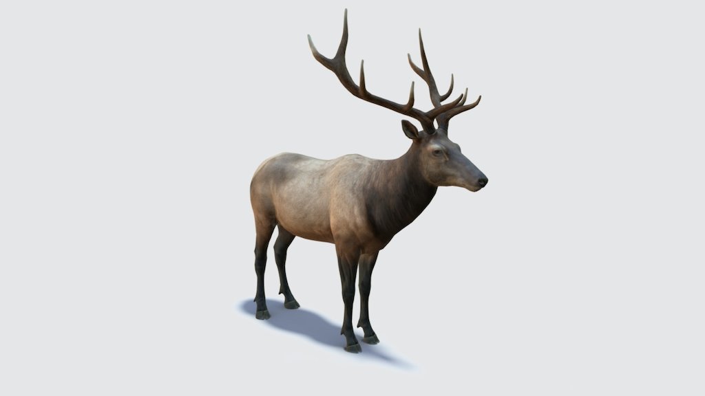 Elk - 3D model by The Learning Network (@TheLearningNetwork) [810442b ...